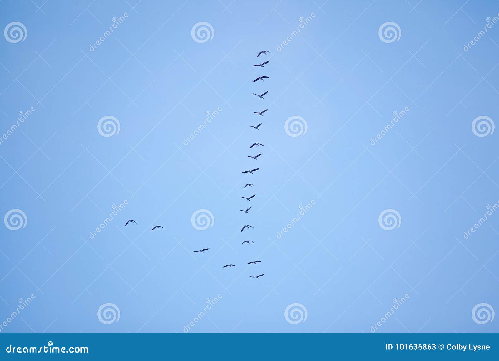 Flock of Migrating Birds Flying in V Formation Stock Image - Image of ...