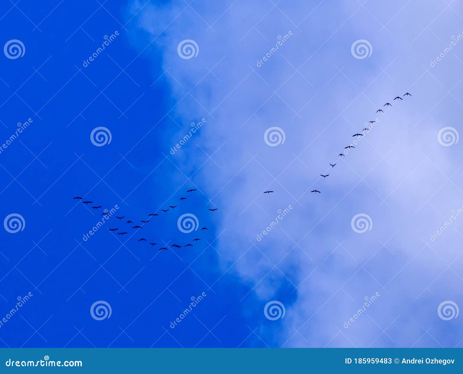 Flock of Migrating Canada Geese Flying at Sunset in a V Formation Stock ...