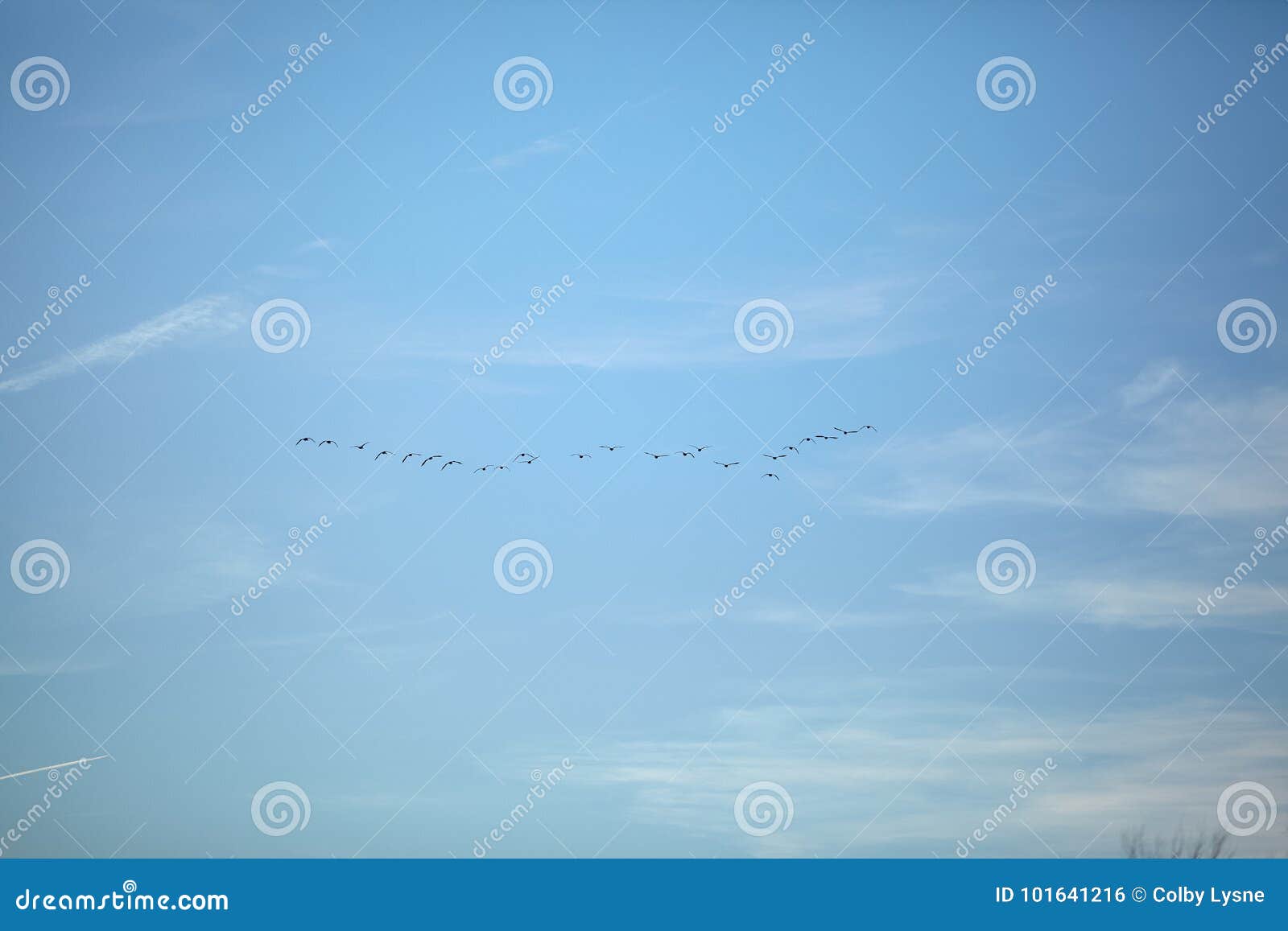 Flock of Migrating Ducks Grouping in Formation Stock Photo - Image of ...
