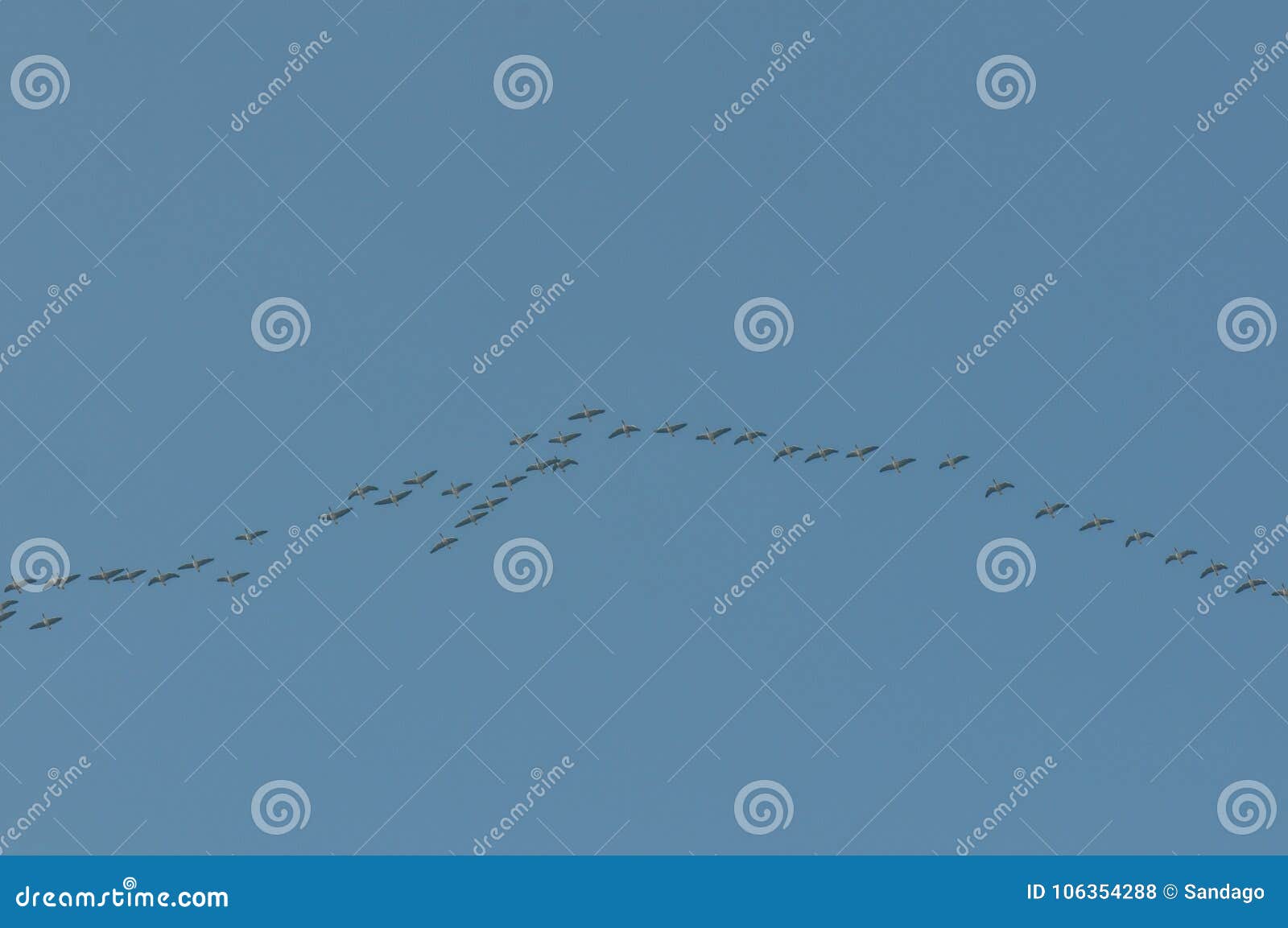 Flock of migrating birds stock photo. Image of dramatic - 106354288