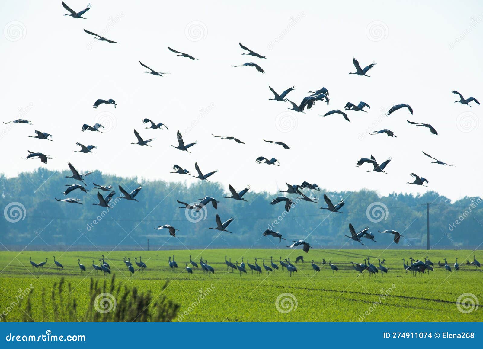 Flock of Migrating Grey Herons in the Sky Stock Photo - Image of herons ...