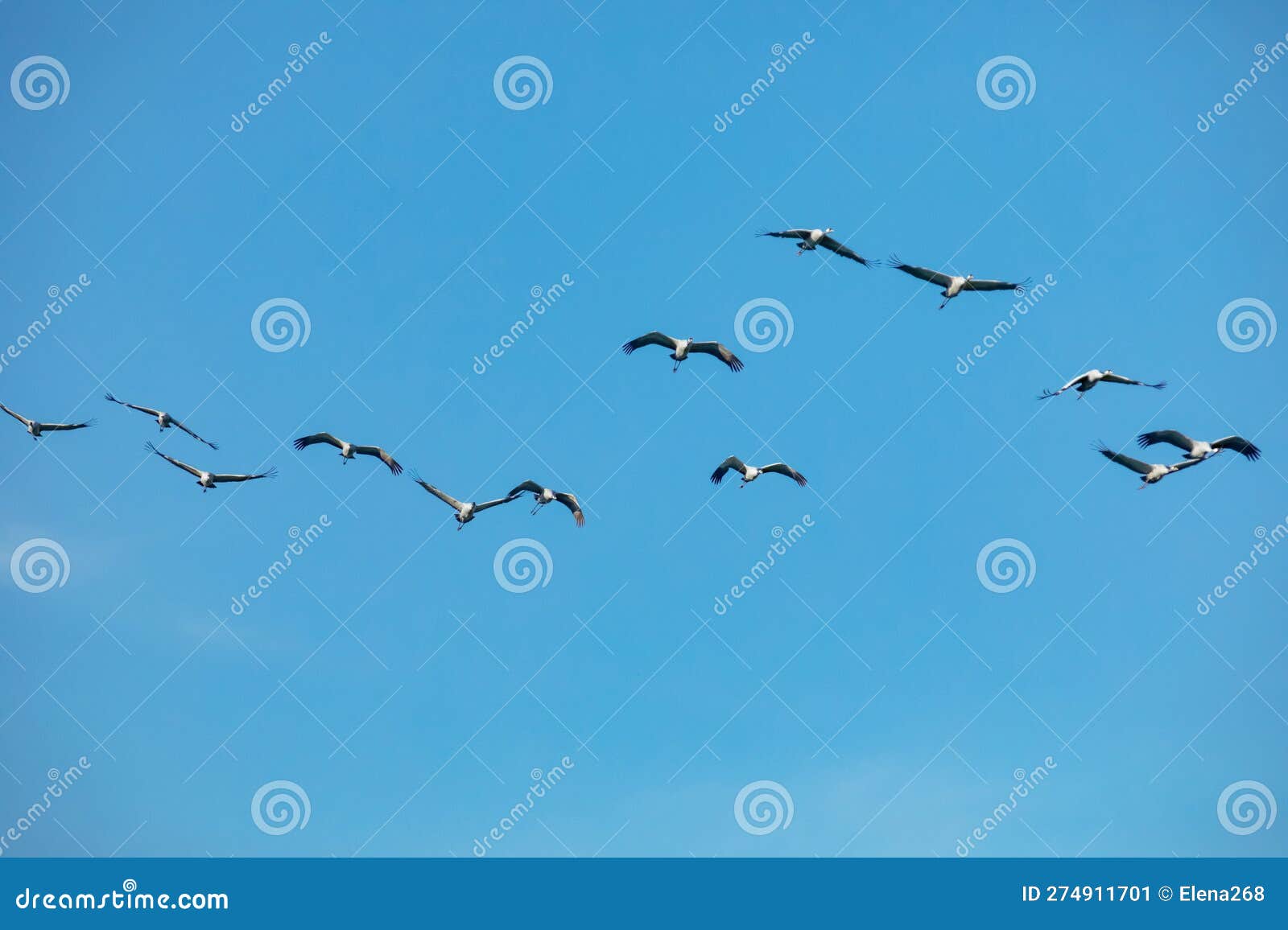 Flock of Migrating Grey Herons in the Sky Stock Image - Image of birds ...