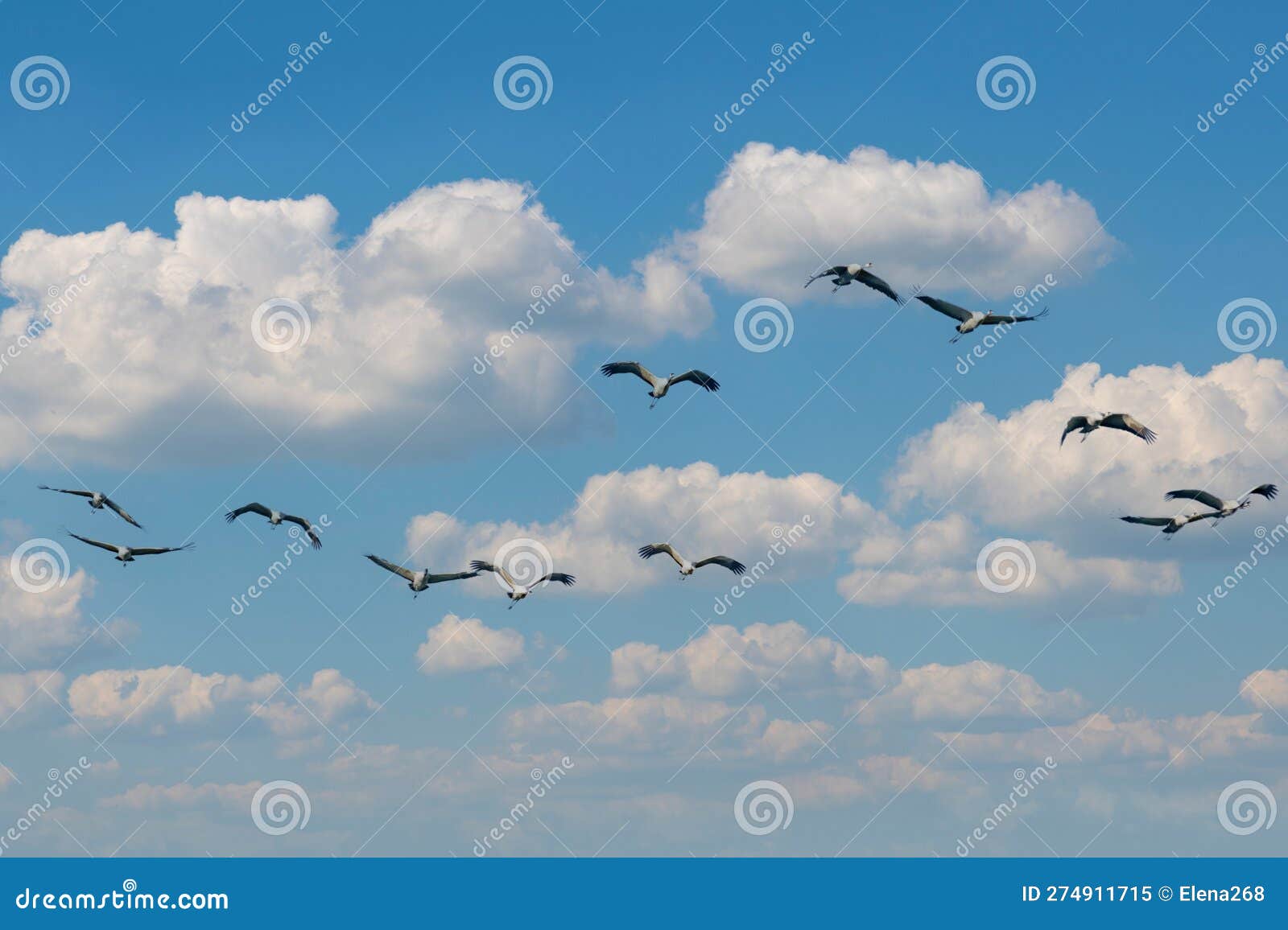 Flock of Migrating Grey Herons in the Sky Stock Image - Image of animal ...
