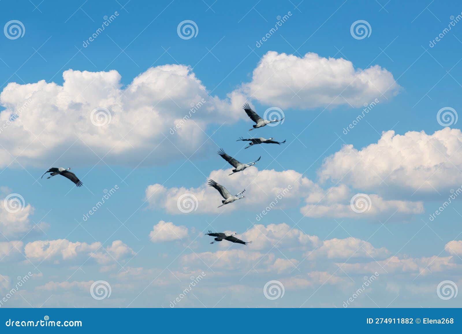 Flock of Migrating Grey Herons in the Sky Stock Photo - Image of flying ...