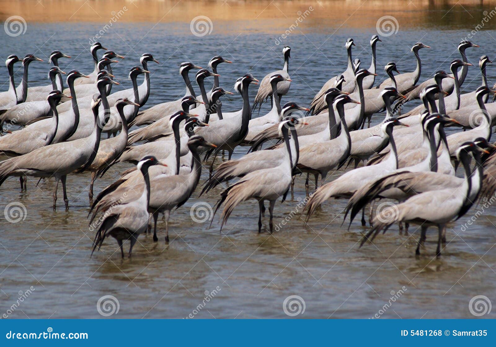 Flock of migratory birds. stock photo. Image of water - 5481268