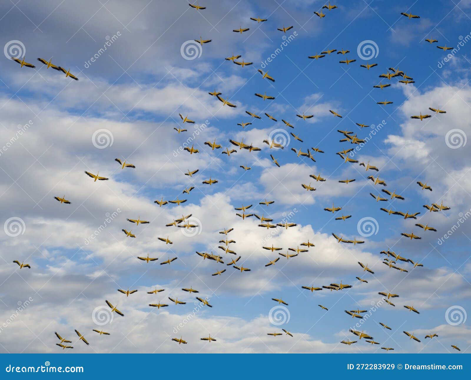 A Flock of Migratory Birds in the Blue Sky. Stock Image - Image of wind ...