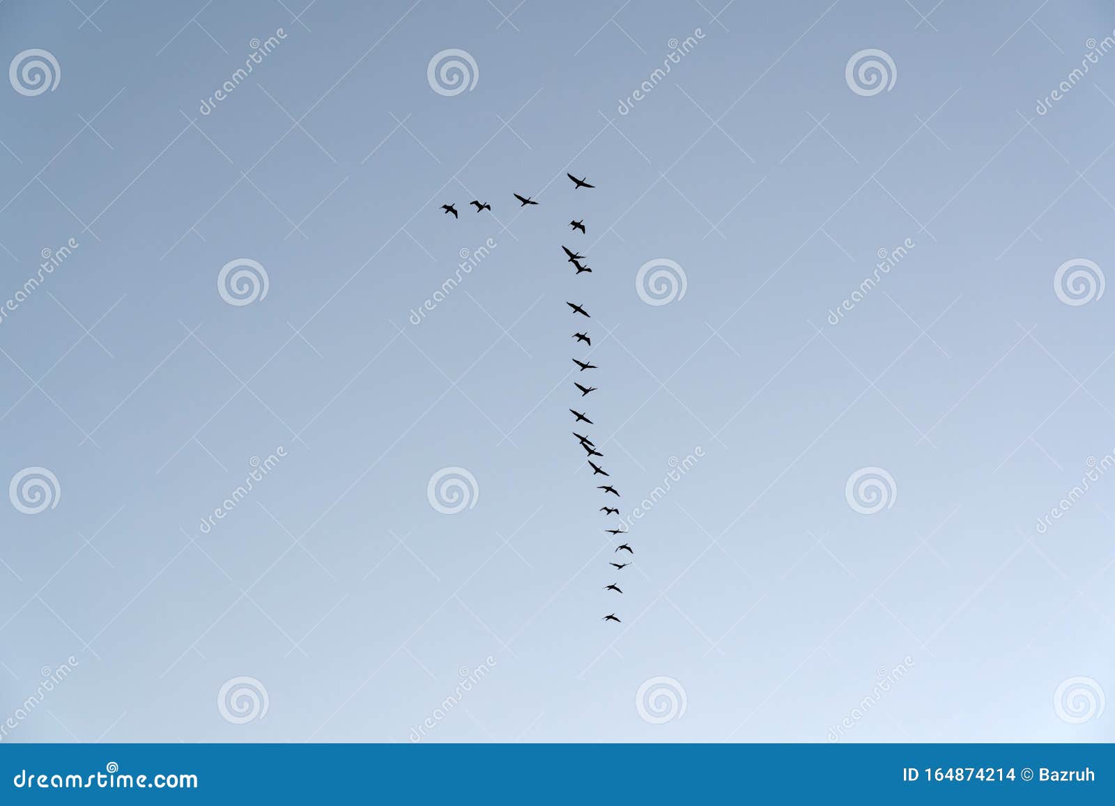 Flock of Migratory Birds in Flight Stock Photo - Image of environment ...