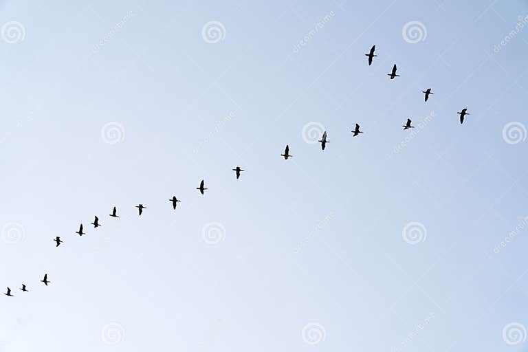 Flock of Migratory Birds in Flight Stock Photo - Image of journey ...