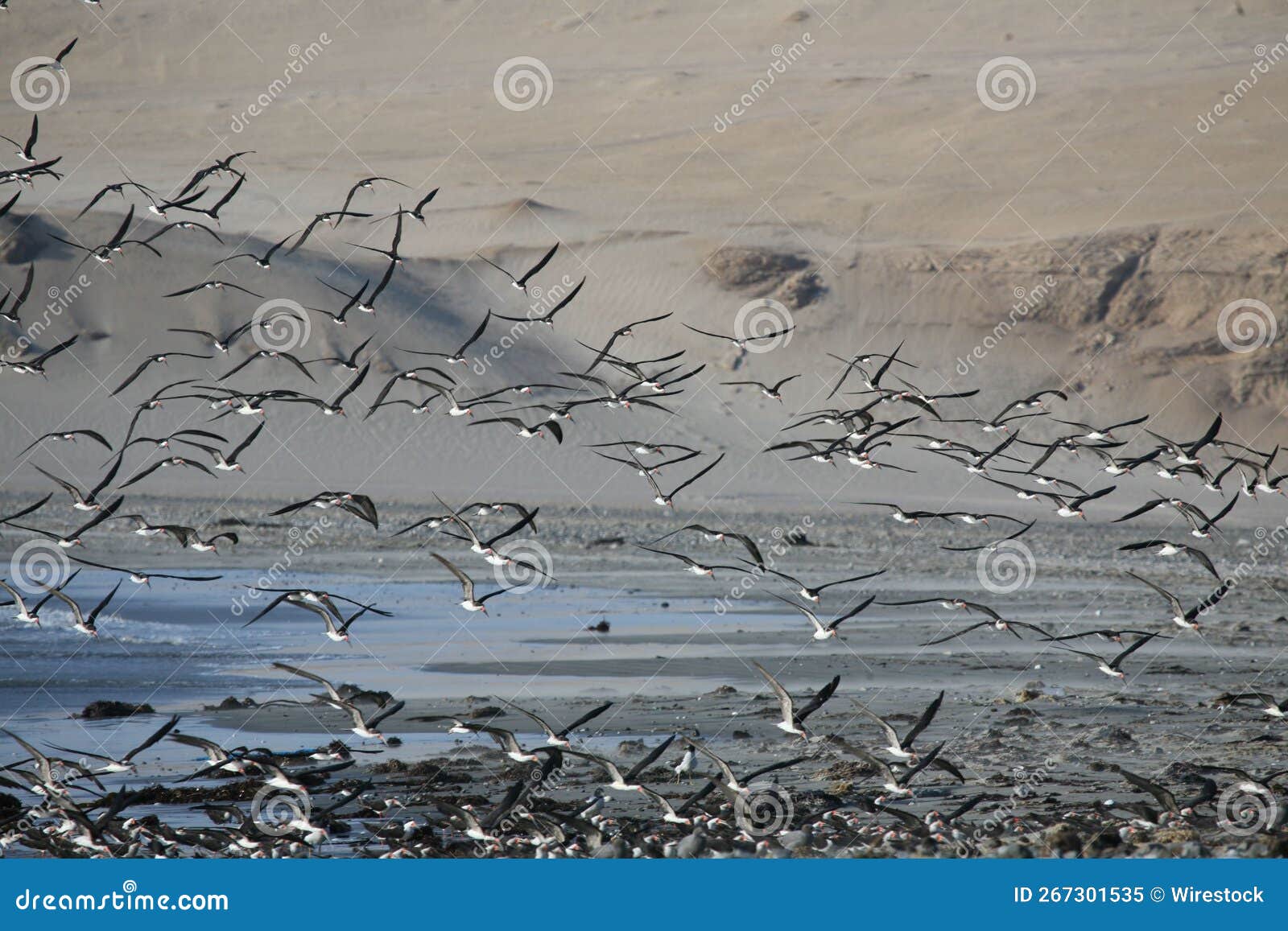 Flock of Migratory Birds Flying Near the Sea Stock Image - Image of ...