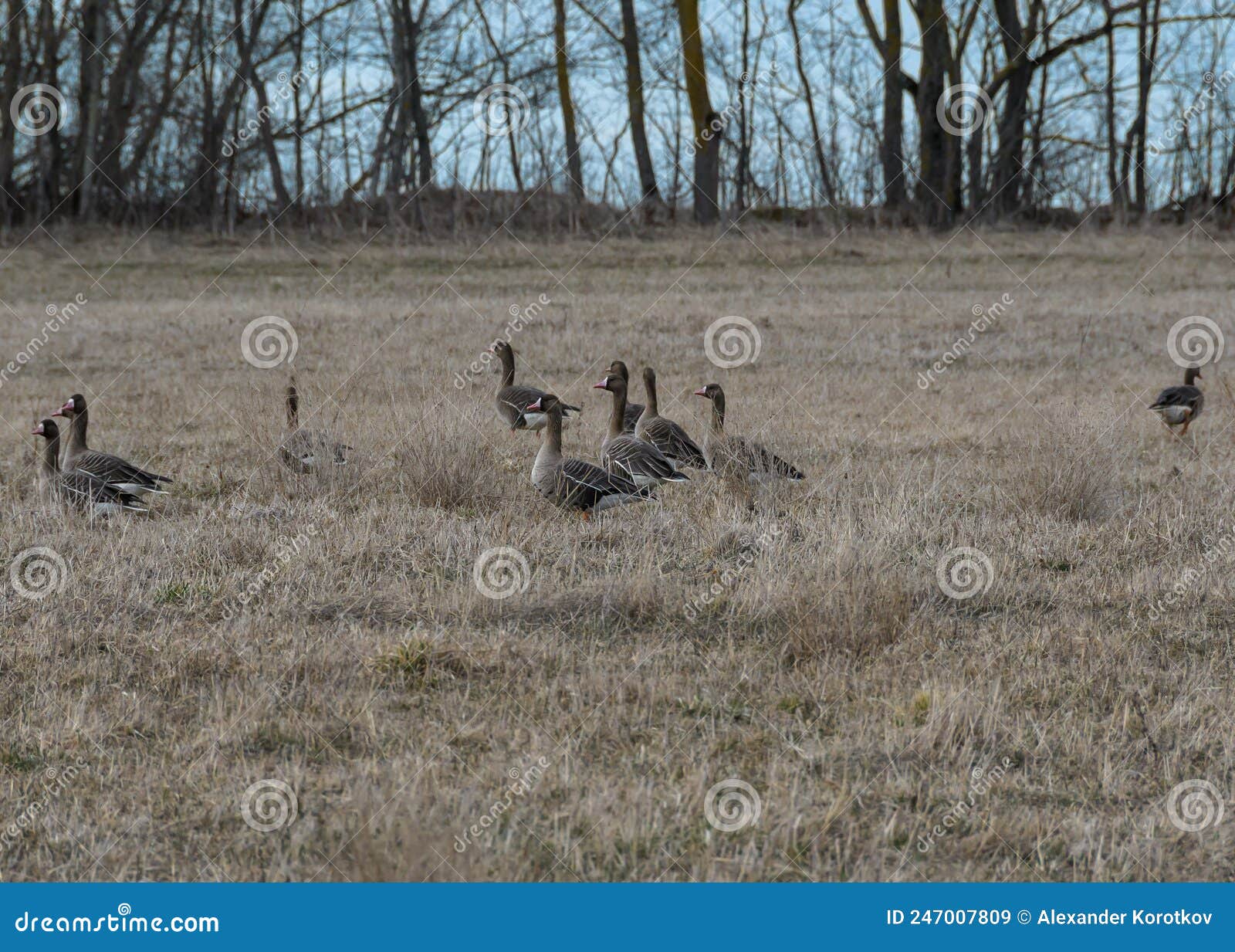 A Flock of Migratory Geese in the Field. Stock Image - Image of geese ...