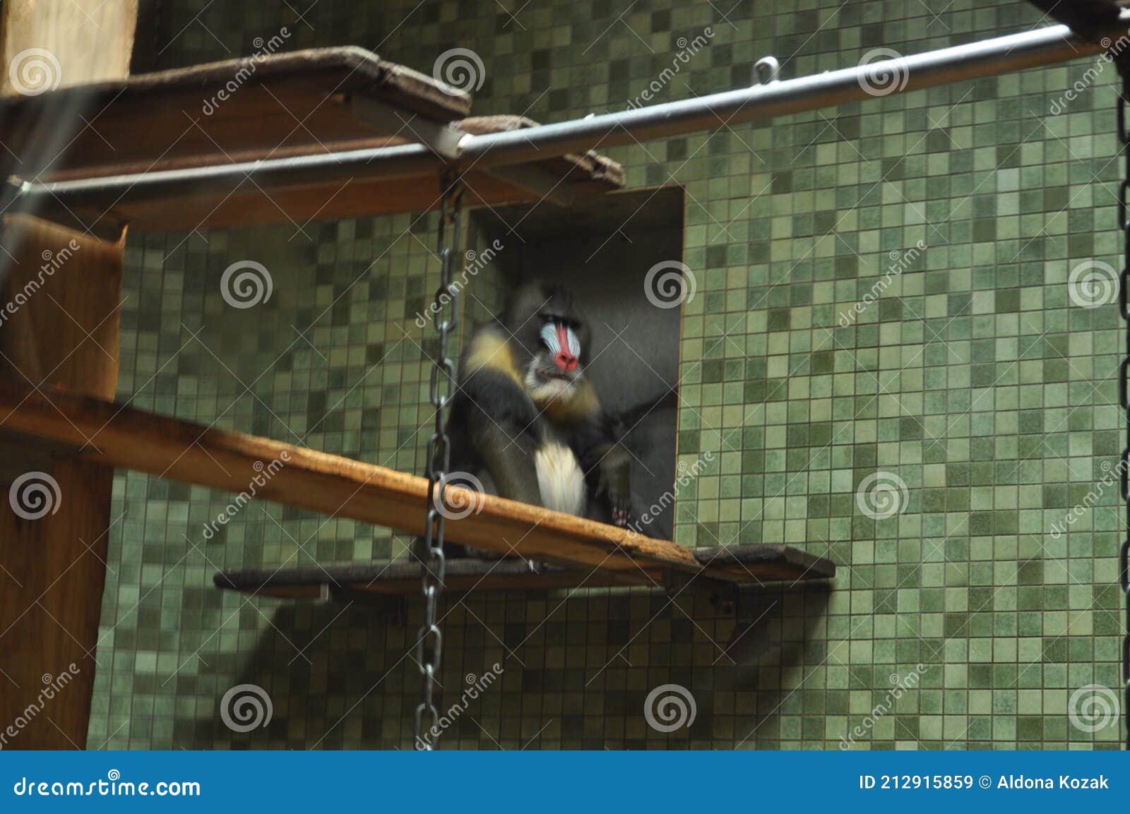 A Flock of Monkeys in a Cage at the Zoo in the Paddock of Baboons Stock ...