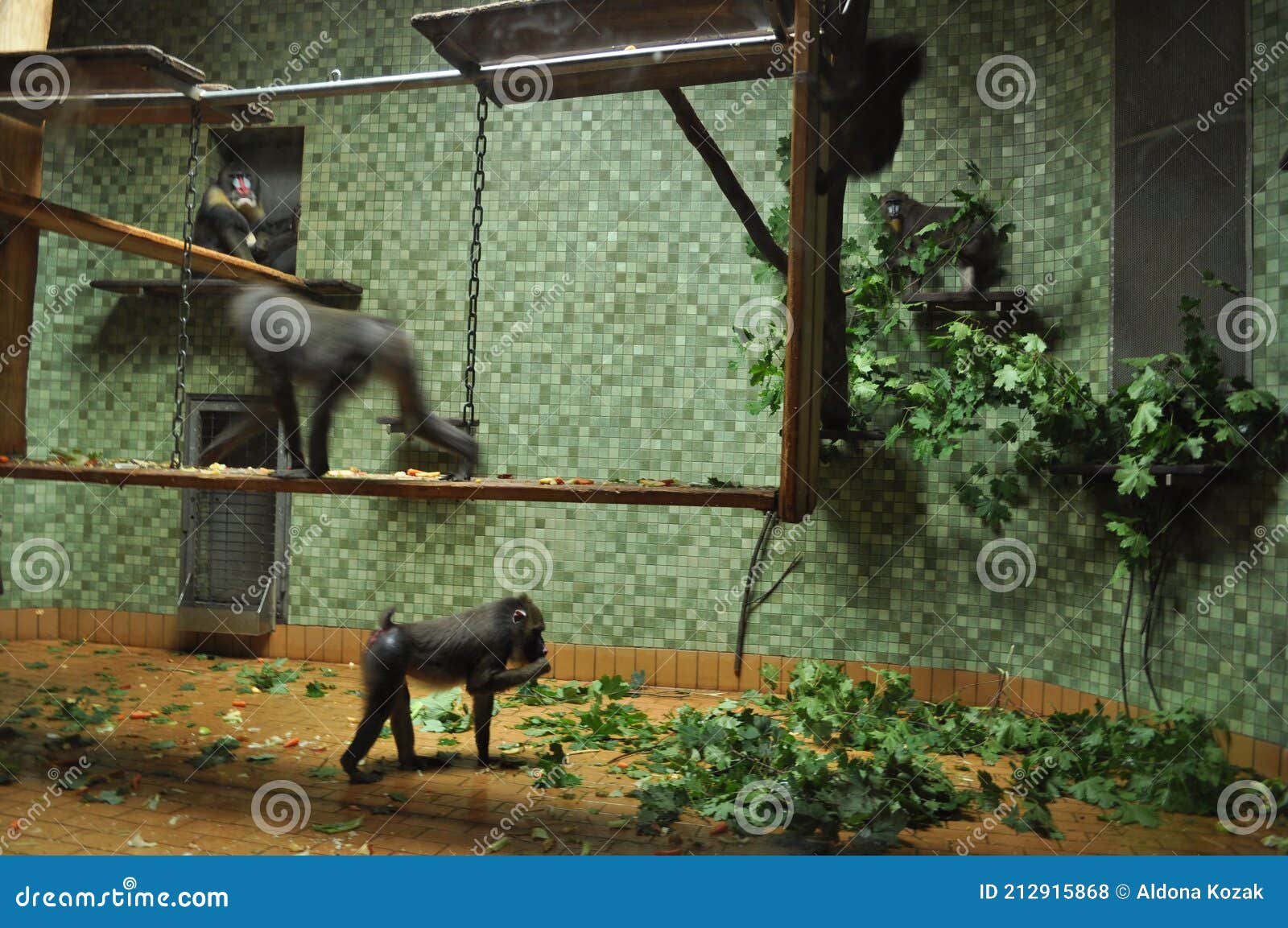 A Flock of Monkeys in a Cage at the Zoo in the Paddock of Baboons Stock ...