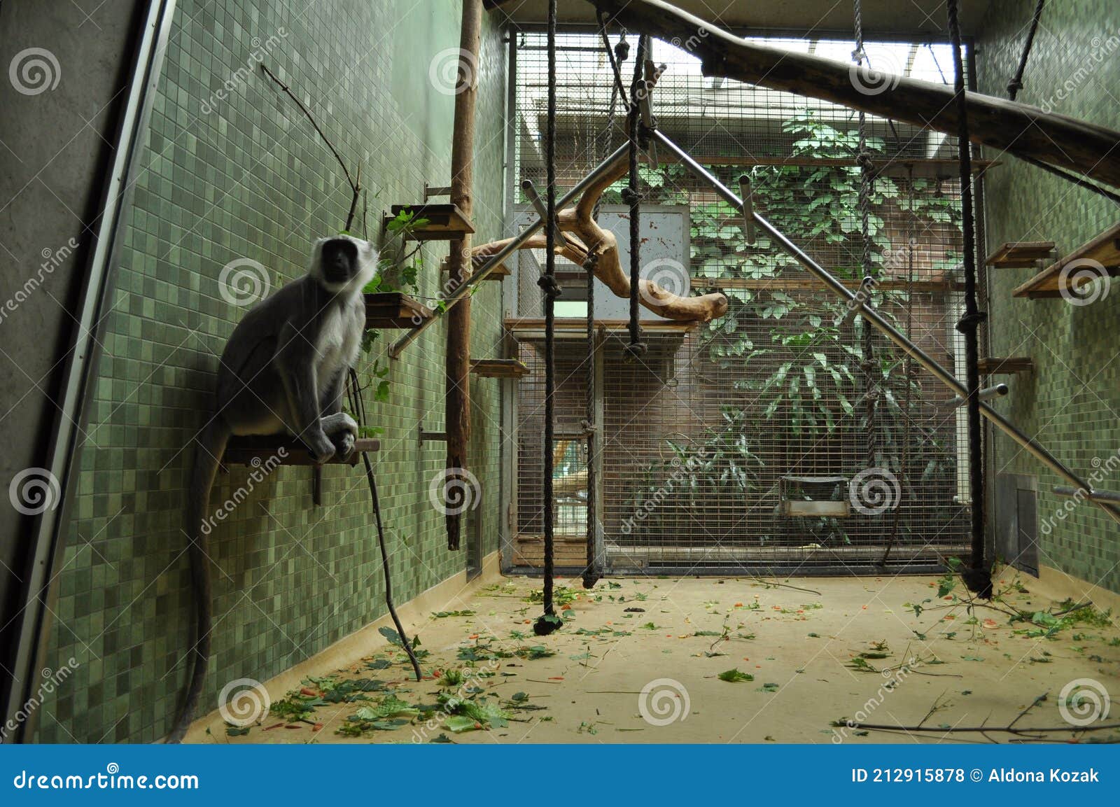 A Flock of Monkeys in a Cage at the Zoo in the Paddock of Baboons Stock ...