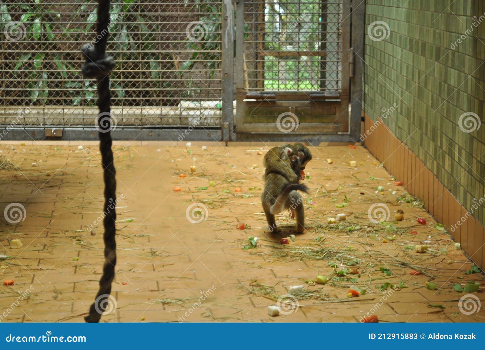 A Flock of Monkeys in a Cage at the Zoo in the Paddock of Baboons Stock ...