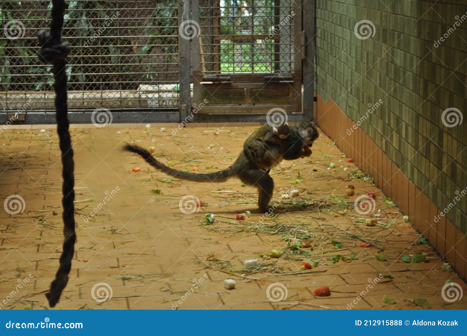 A Flock of Monkeys in a Cage at the Zoo in the Paddock of Baboons Stock ... A Flock of Monkeys in a Cage at the Zoo in the Paddock of Baboons Stock ...