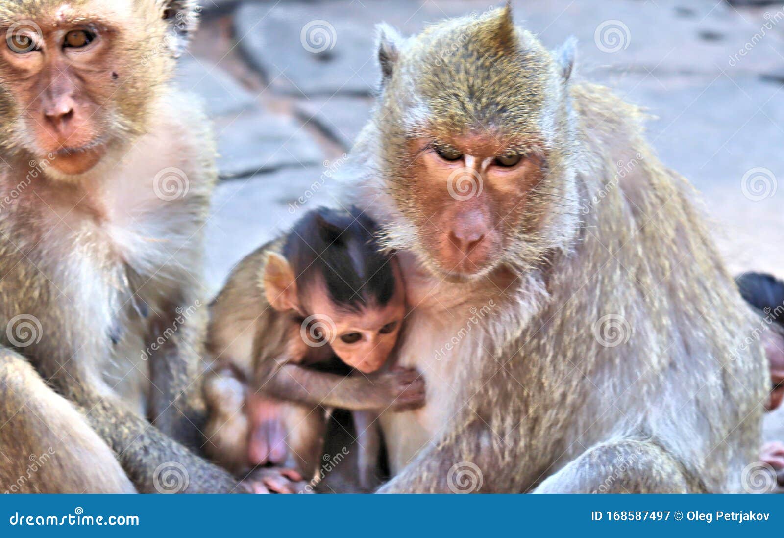 A Flock of Monkeys with Cubs Running on the Stone Floor Stock Image ...