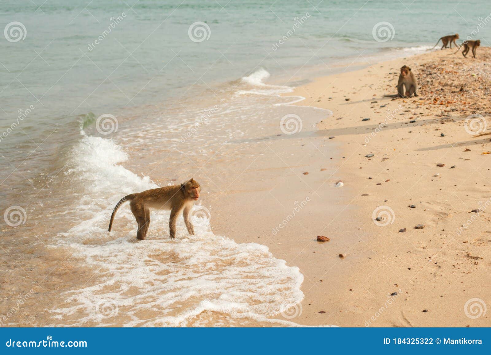 A Flock of Monkeys or Macaques on the Seashore. a Monkey is Standing in ...