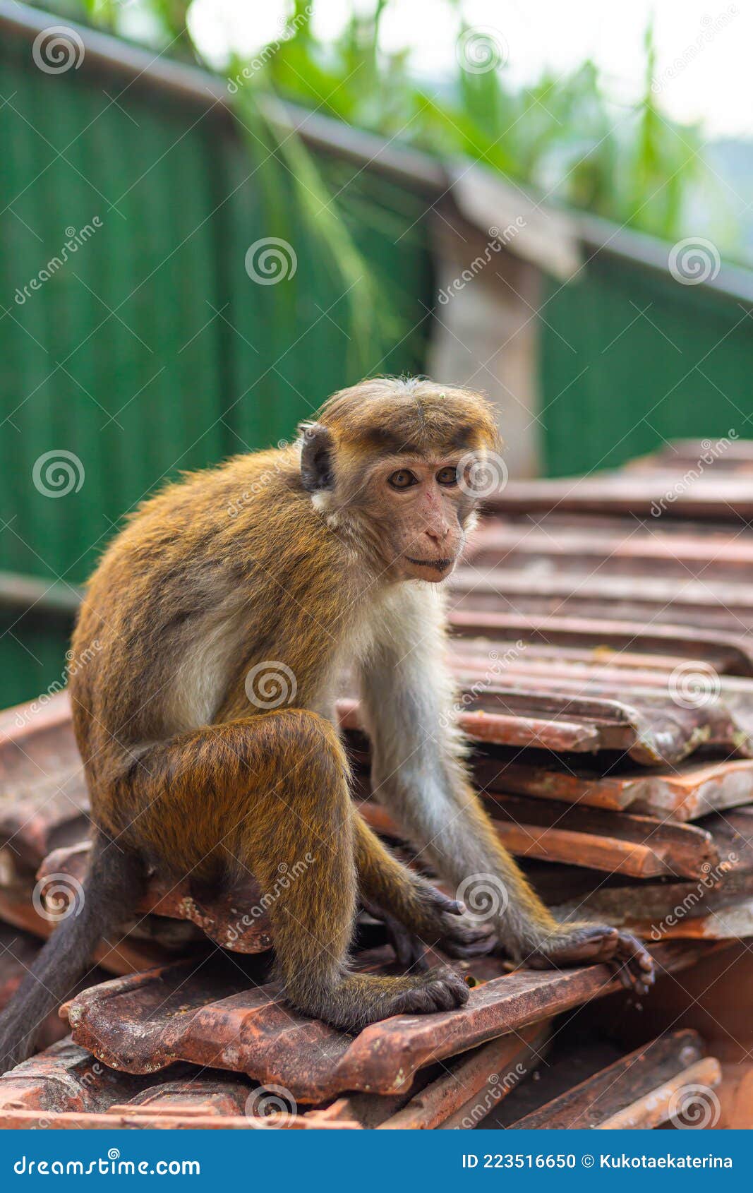 A Flock of Monkeys Rummaging in a Junkyard Stock Photo - Image of asia ...