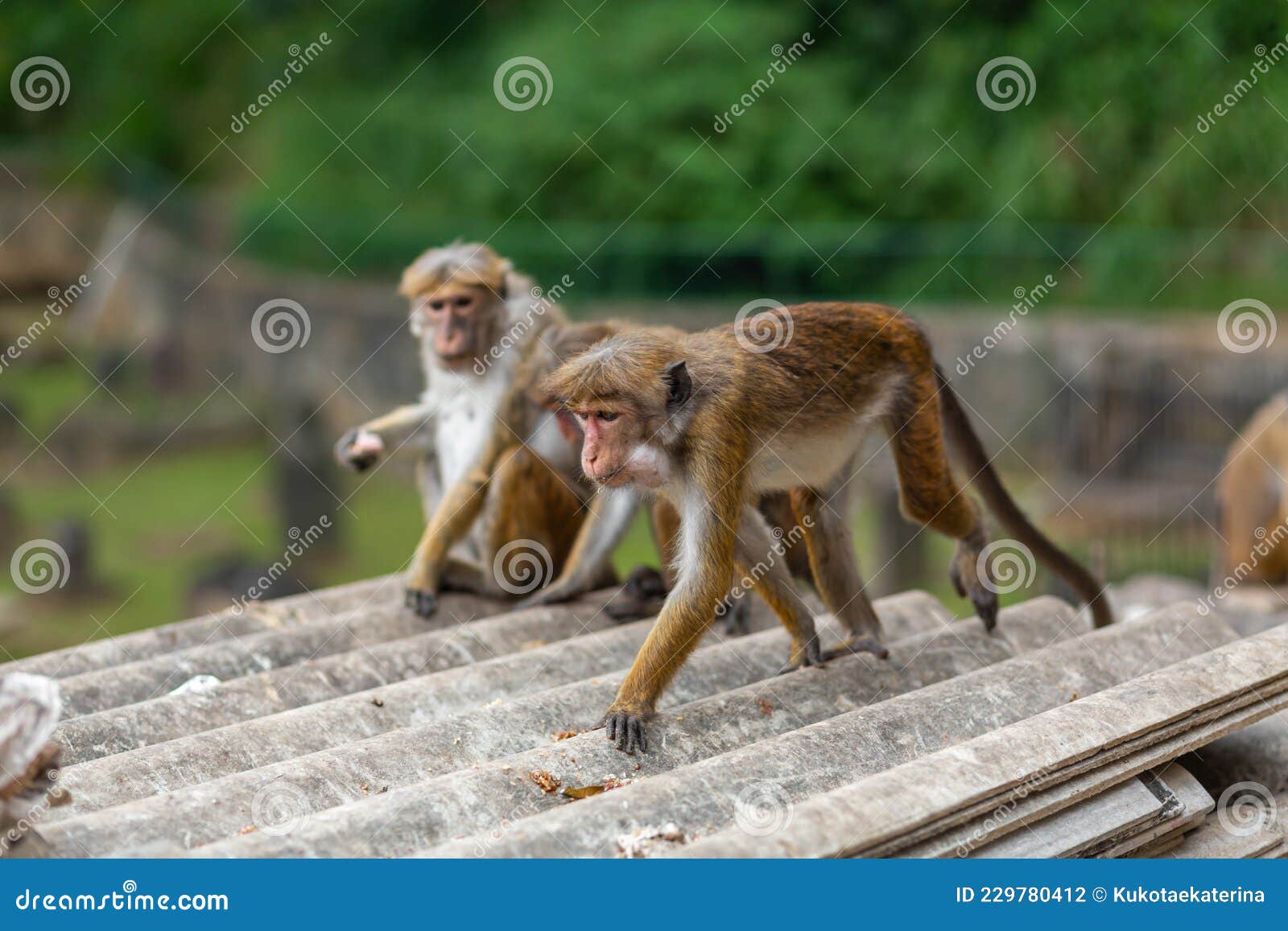 A Flock Of Monkeys In A Cage At The Zoo In The Paddock Of Baboons ...