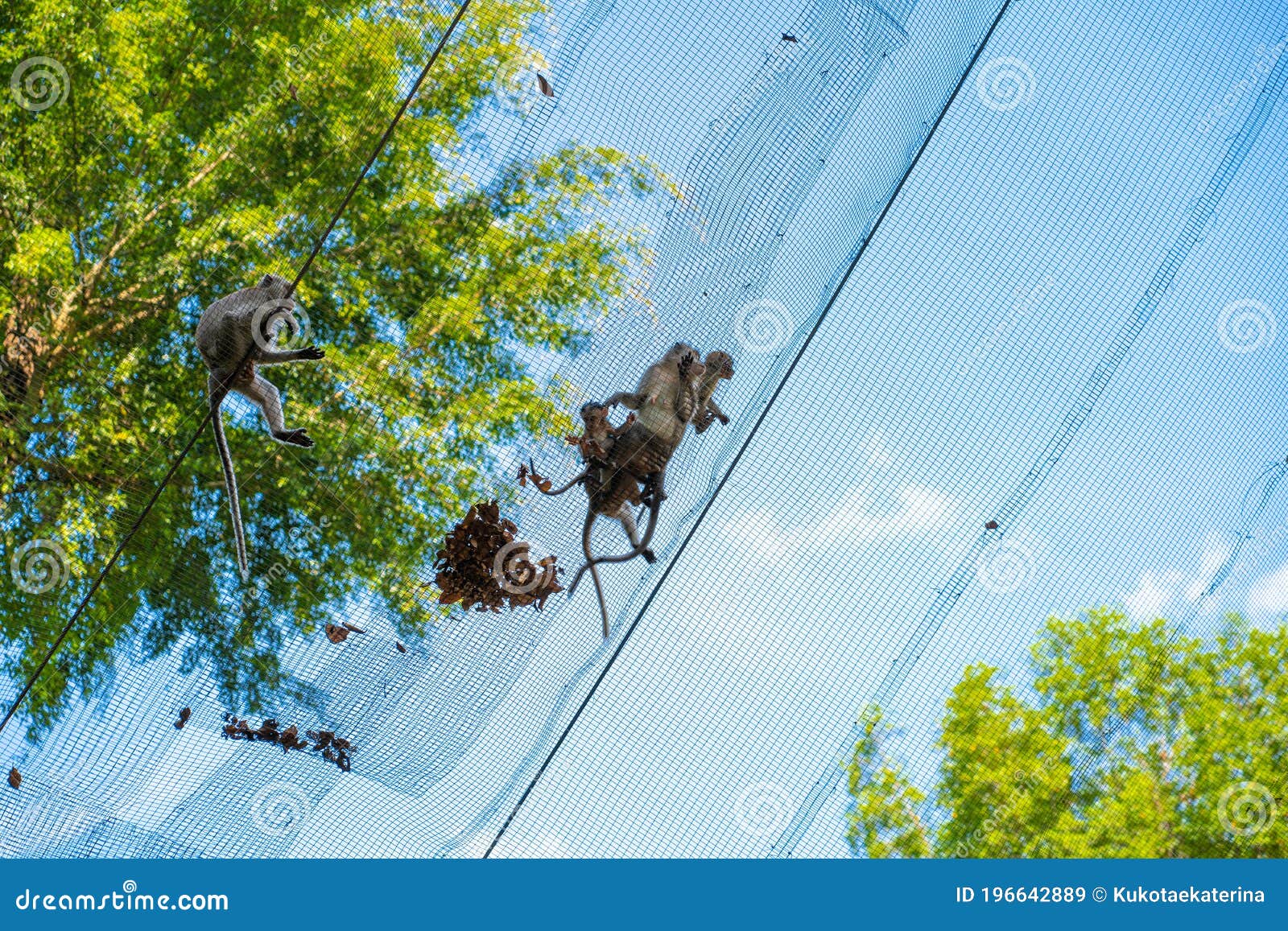 A Flock of Monkeys Sits on a Grid Stretched Over a Park of Birds Stock ...