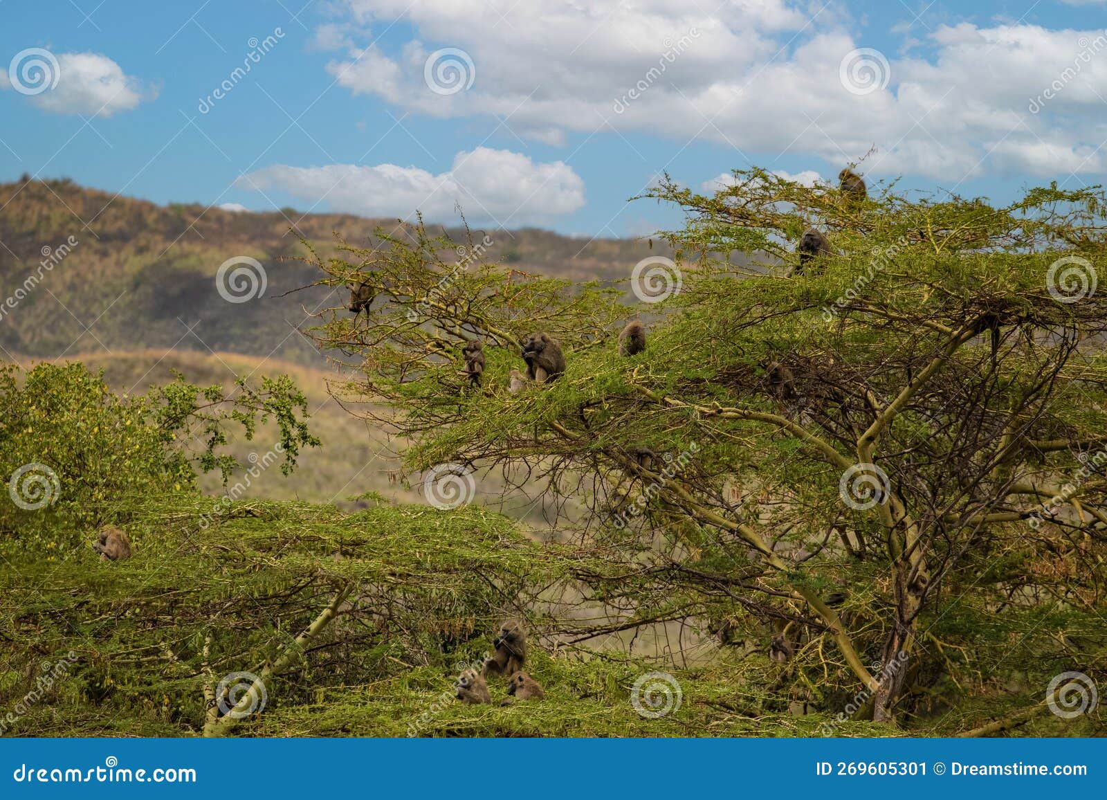 A Flock of Monkeys Sitting on a Tree in an African Reserve. Stock Image ...
