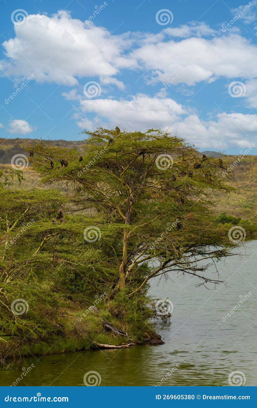A Flock of Monkeys Sitting on a Tree in an African Reserve Stock Photo ...