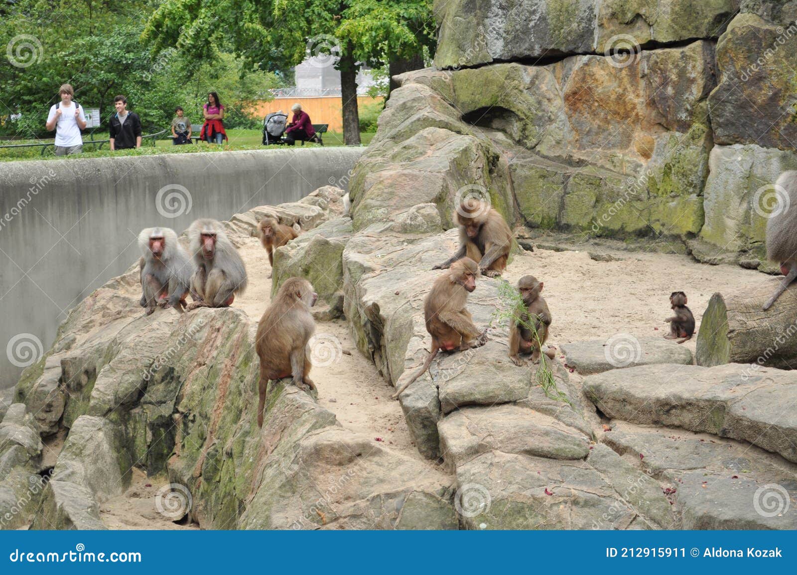 A Flock of Monkeys at the Zoo in the Paddock of Baboons Editorial Photo ...