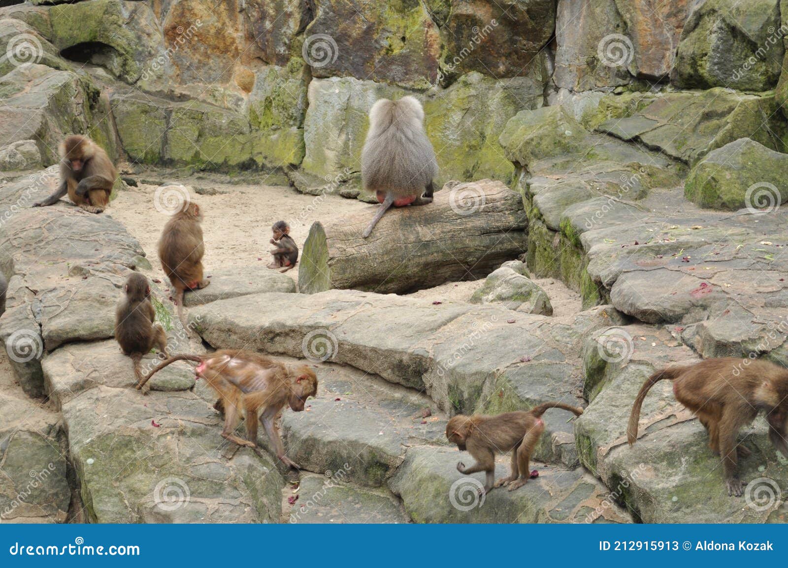 A Flock of Monkeys at the Zoo in the Paddock of Baboons Stock Image ...