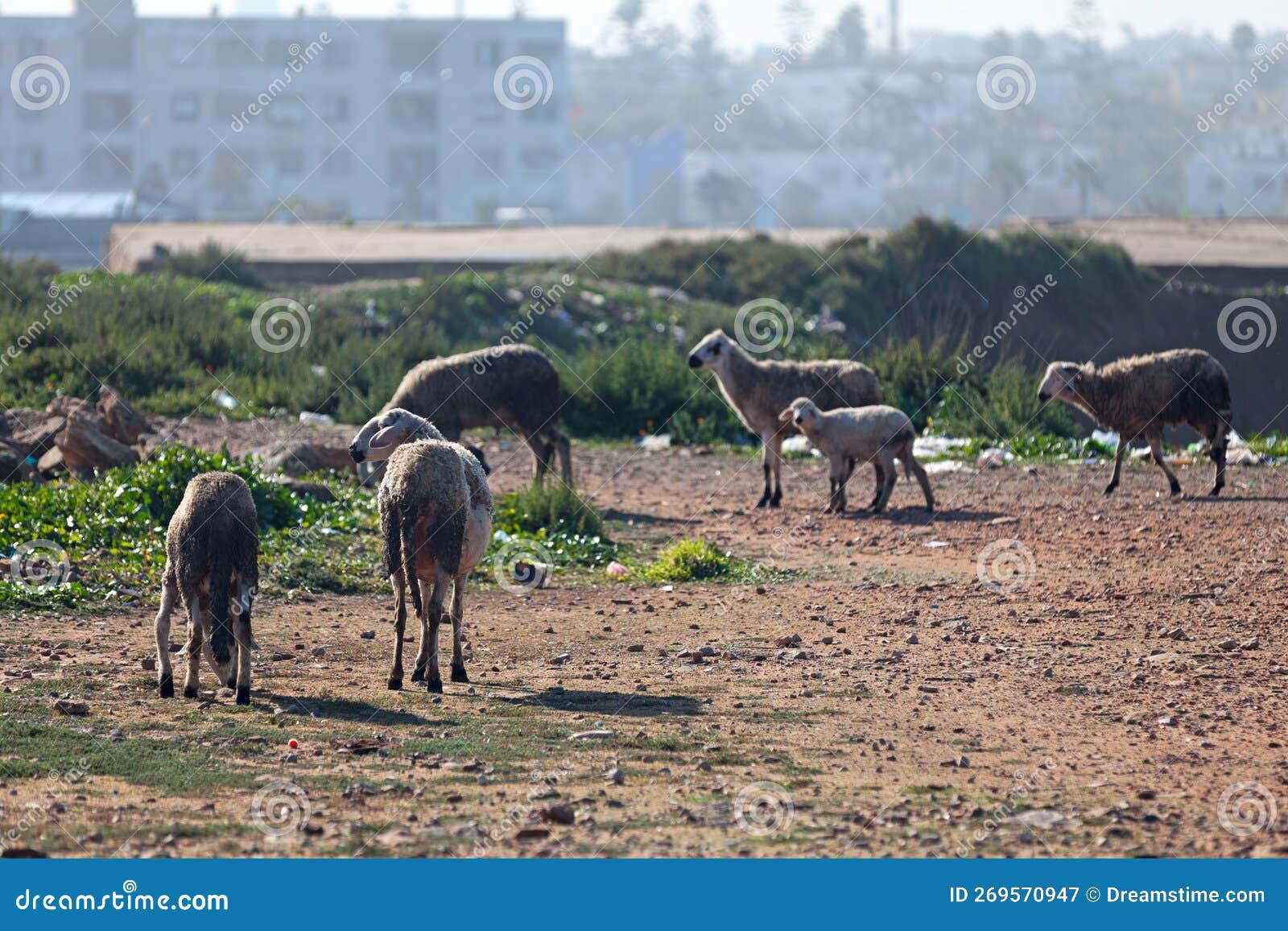 Flock of Moroccan sheep stock image. Image of people - 269570947