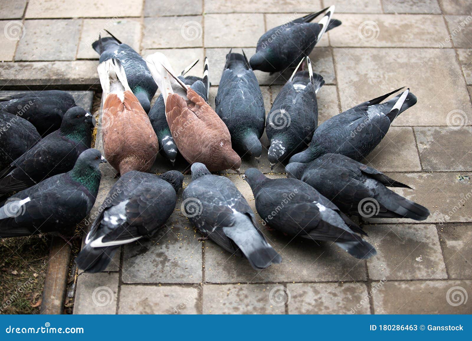 Flock of Multi-colored Pigeons Eats Grain from a Tile Stock Image ...
