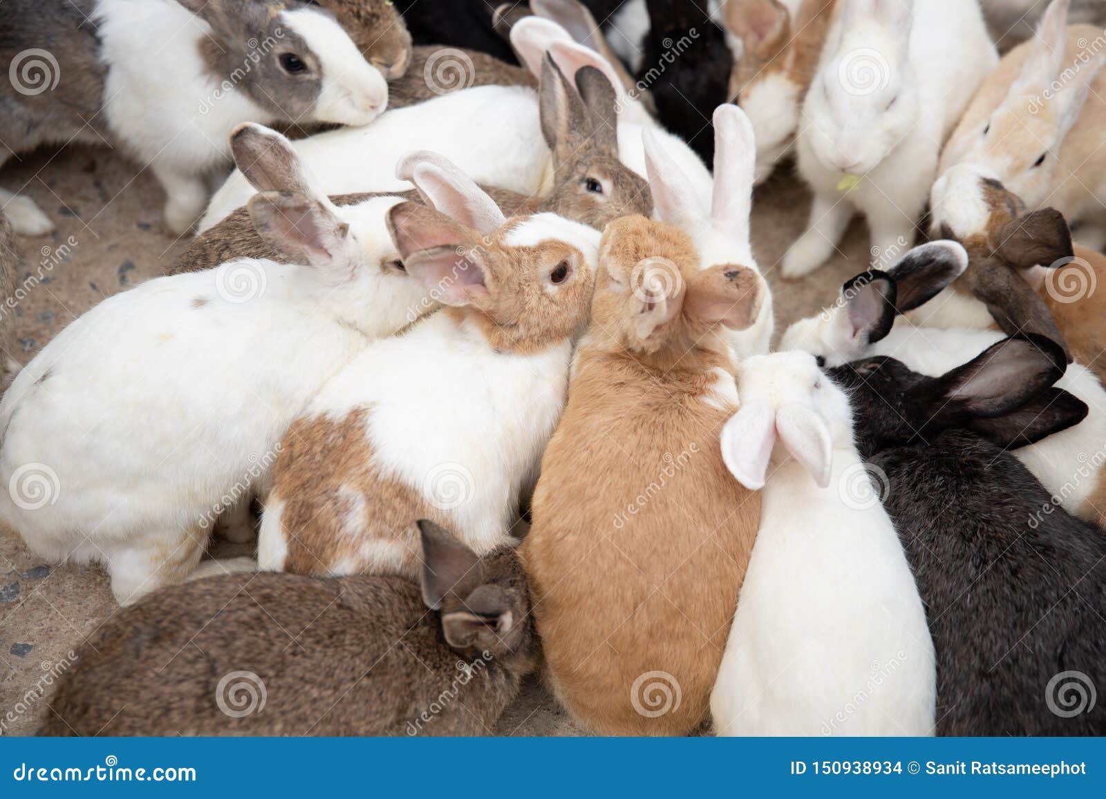 A Flock of Multicolored Multi-sized Rabbits. Stock Photo - Image of ...