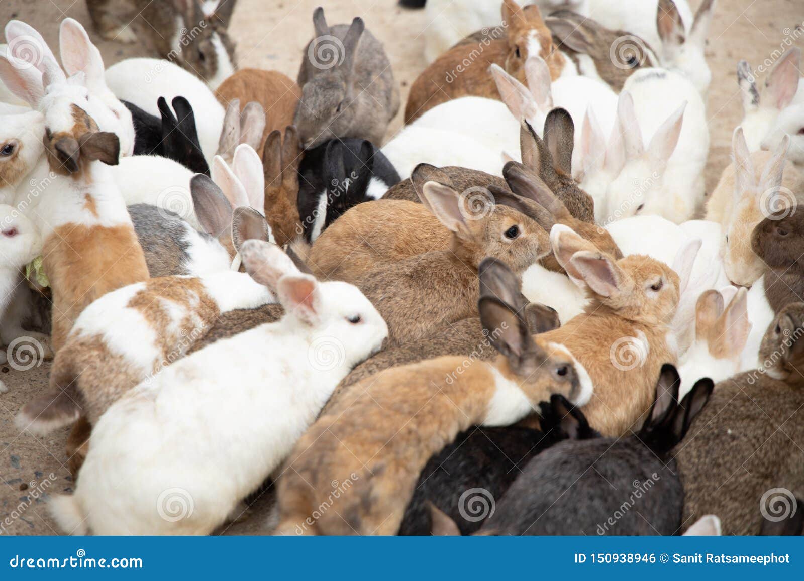 A Flock of Multicolored Multi-sized Rabbits. Stock Photo - Image of ...
