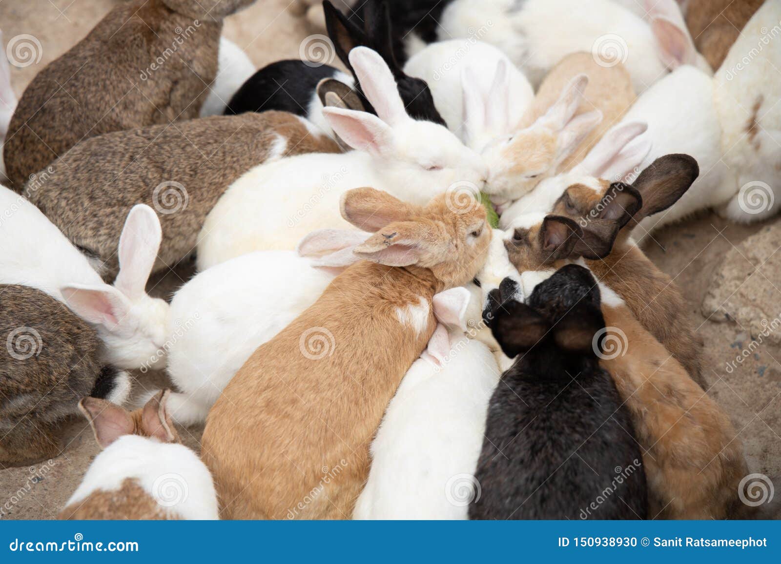 A Flock of Multicolored Multi-sized Rabbits. Stock Photo - Image of ...