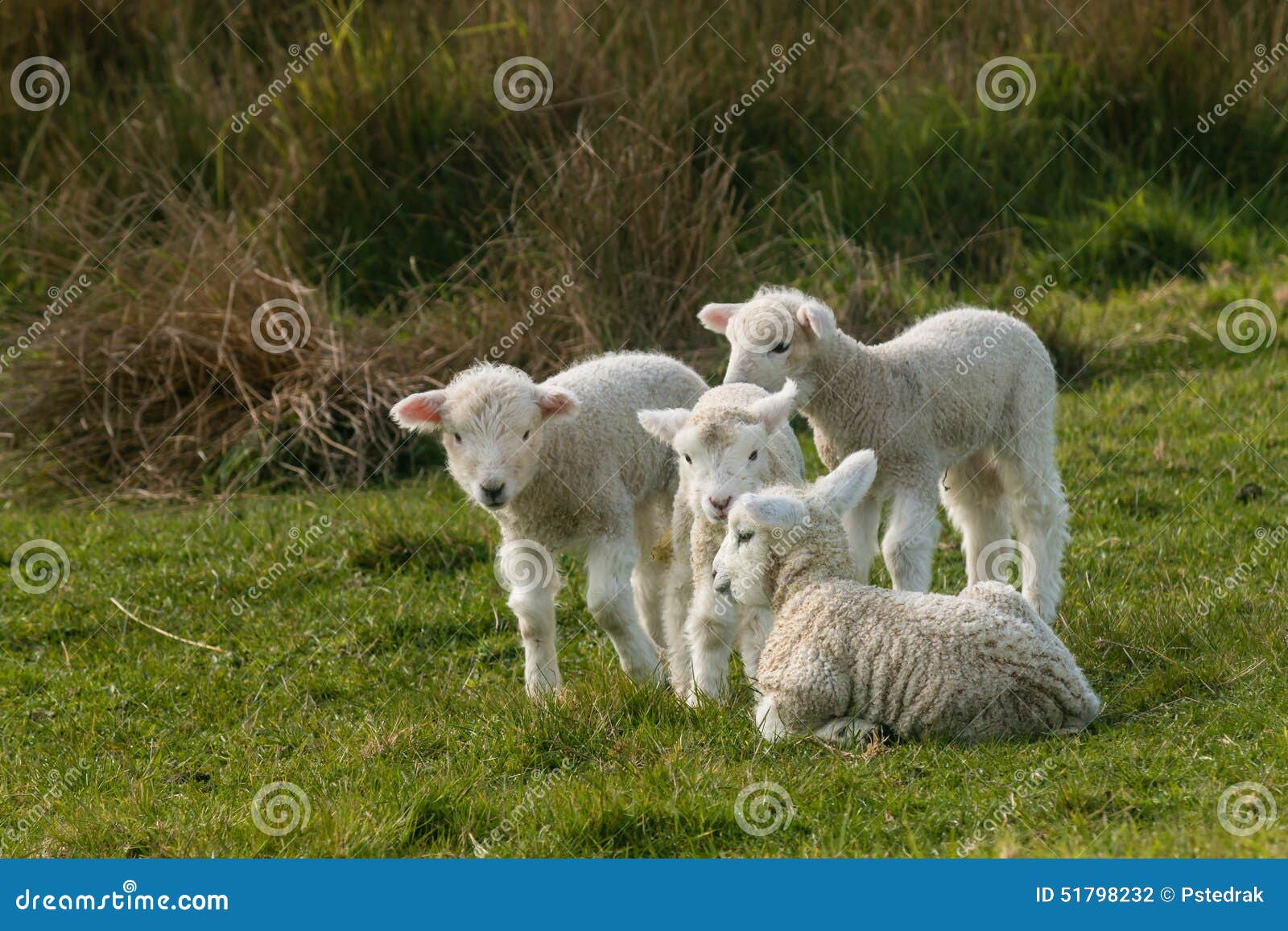 Flock of newborn lambs stock photo. Image of sheep, easter - 51798232