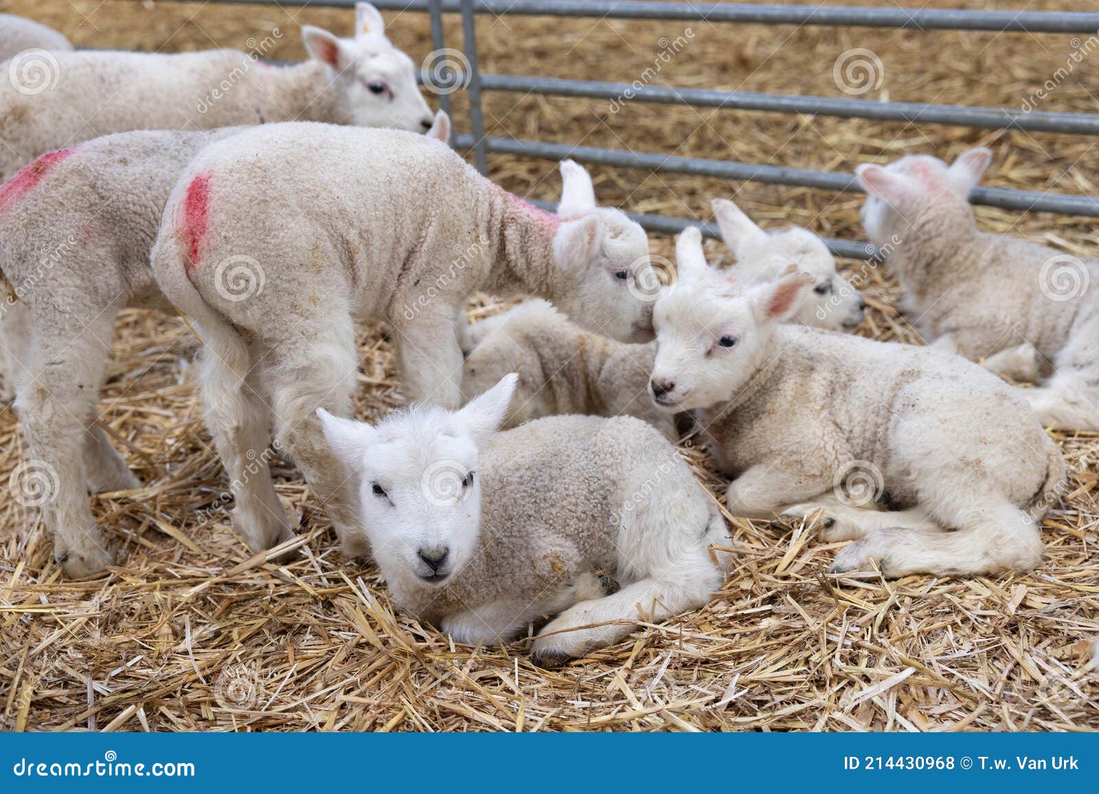 Flock of Newborn Little Lambs in Dutch Barn Stock Photo - Image of ...