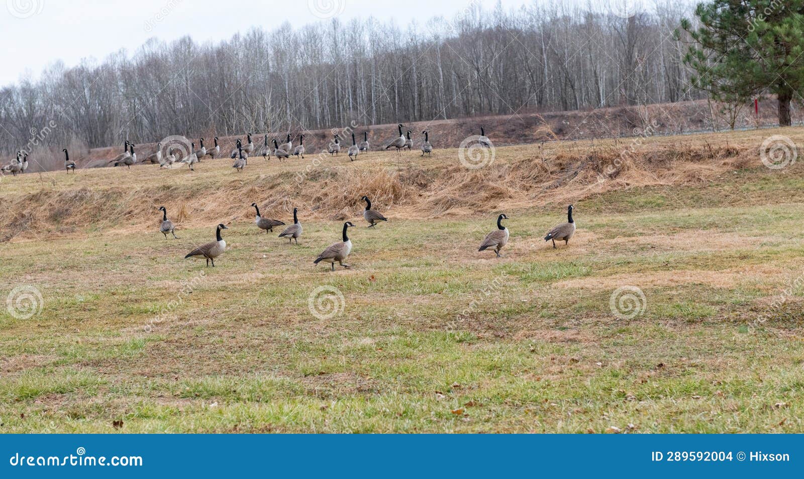 Flock of Northern Geese in Field Stock Photo - Image of geese, grazing ...