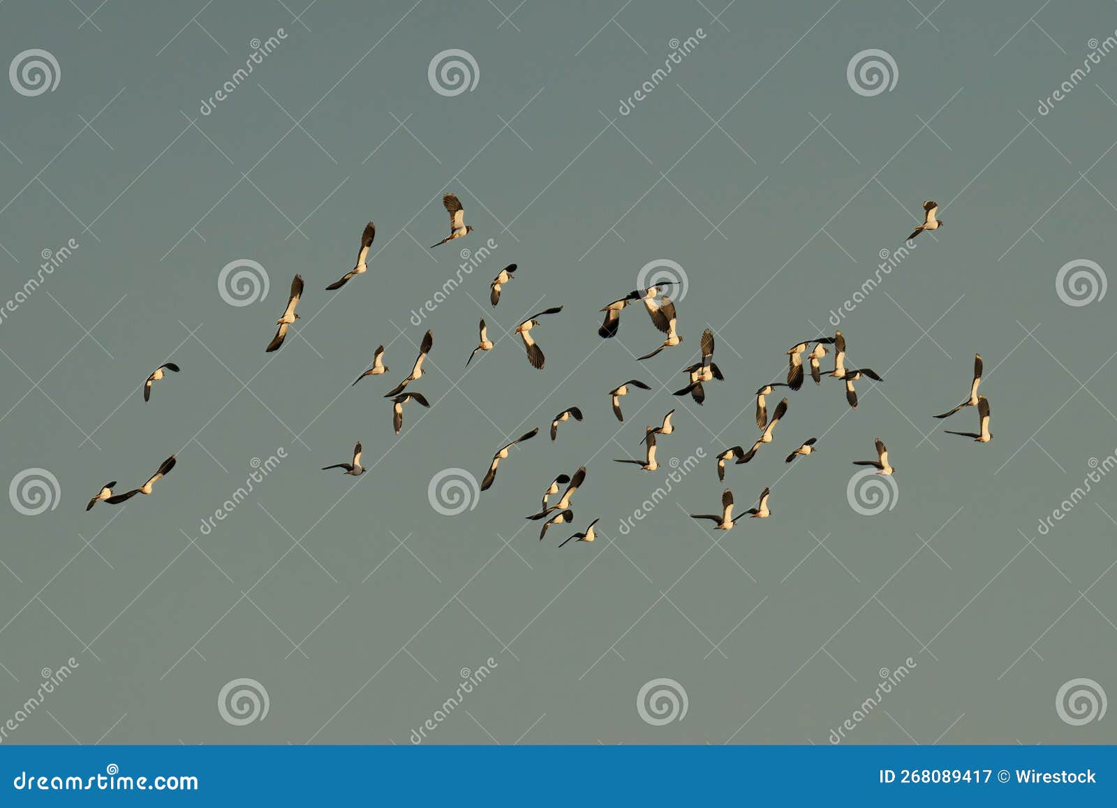 Flock of Northern Lapwings in Flight Stock Image - Image of park ...