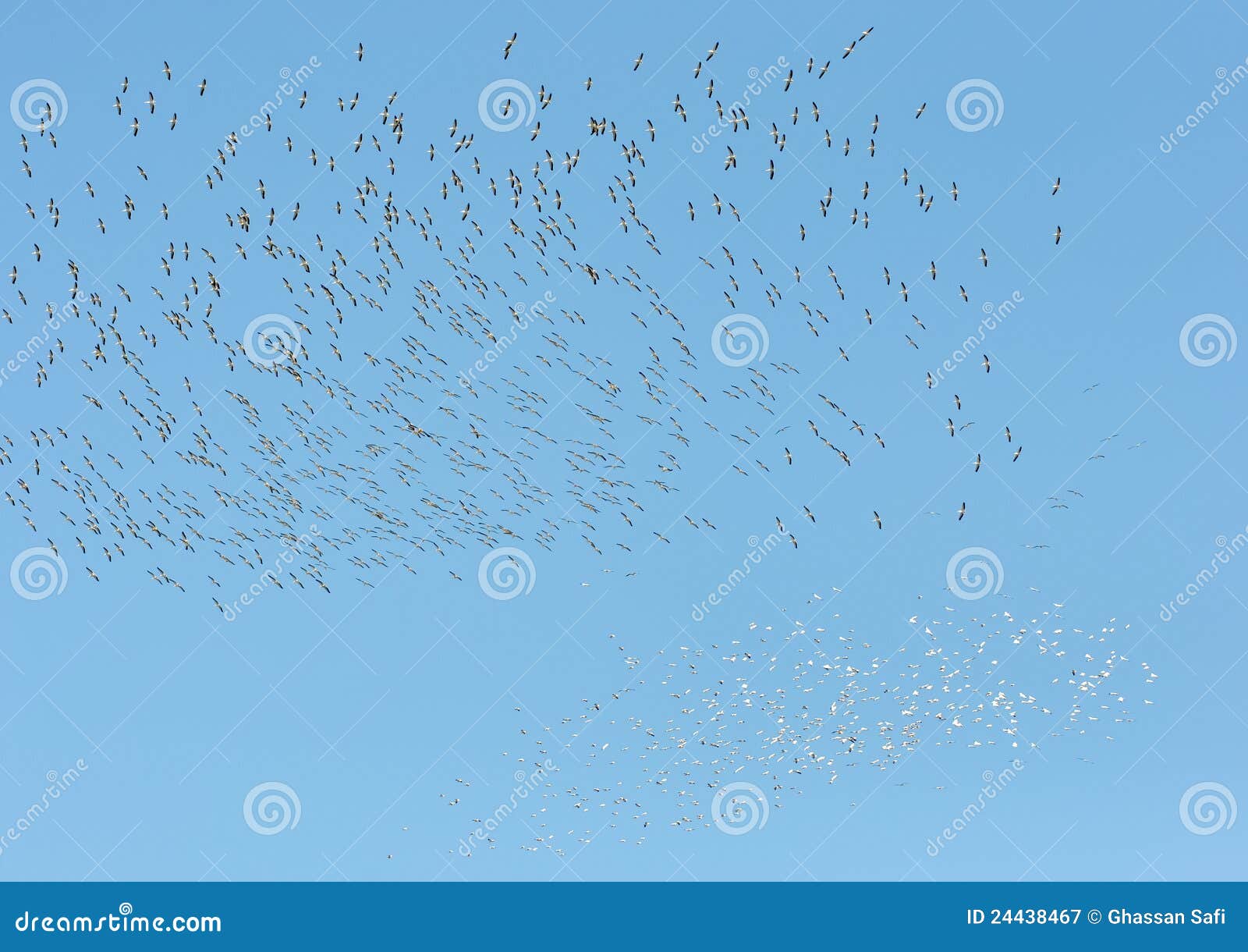 Flock od migrating birds stock image. Image of flock - 24438467