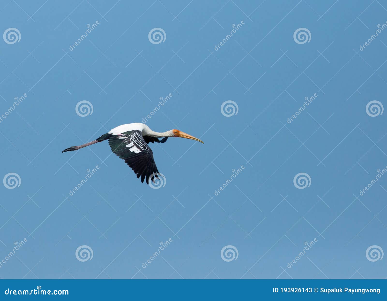 Painted Stork in flight stock image. Image of stork - 193926143