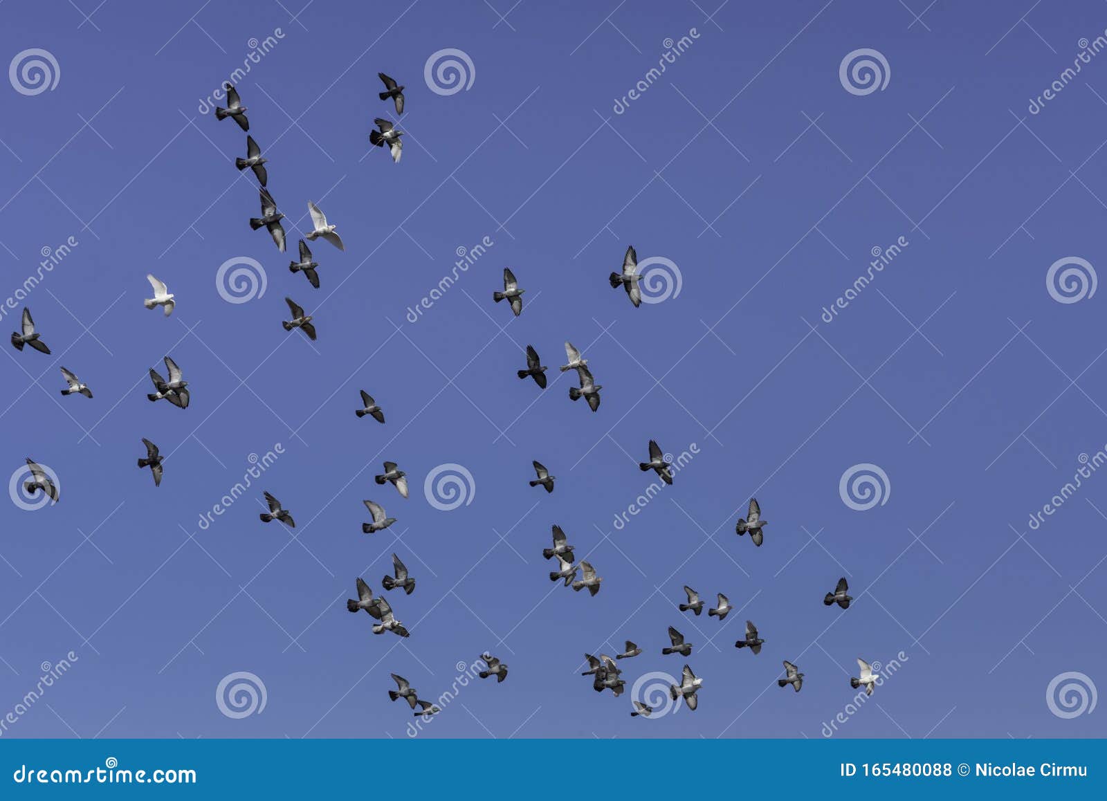 Flock of Parallel Flying Pigeons in the Sun Stock Photo - Image of ...