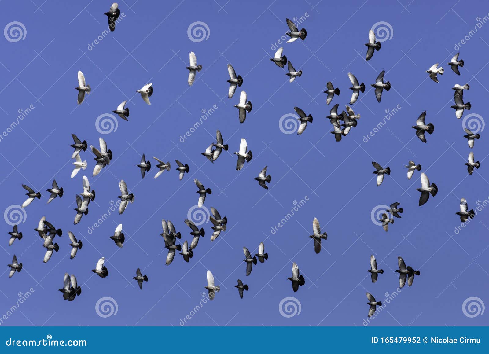 Flock of Parallel Flying Pigeons in the Sun Stock Photo - Image of ...