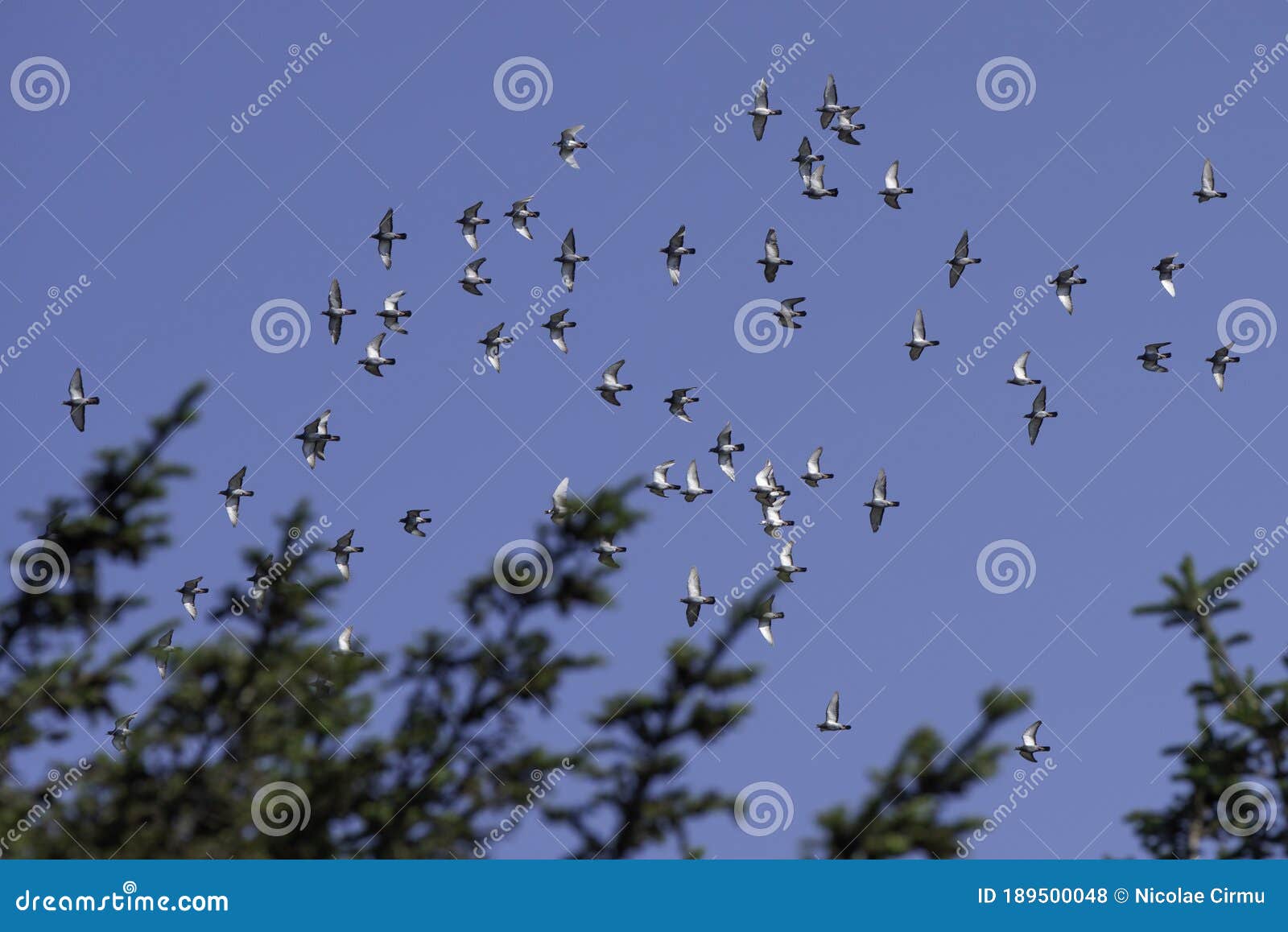Flock of Parallel Flying Pigeons in the Sun, Synchronized Flight, Group ...