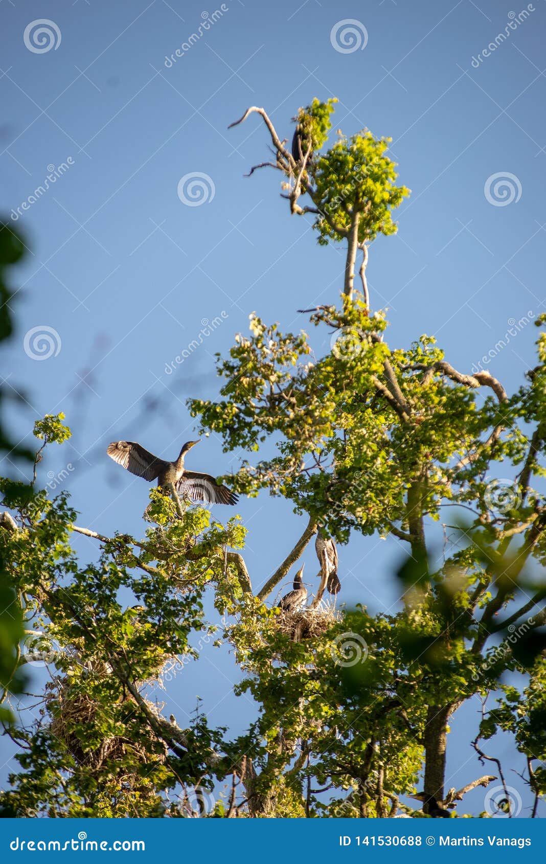 Flock of Parasite Birds Nesting in High Trees Stock Photo - Image of ...