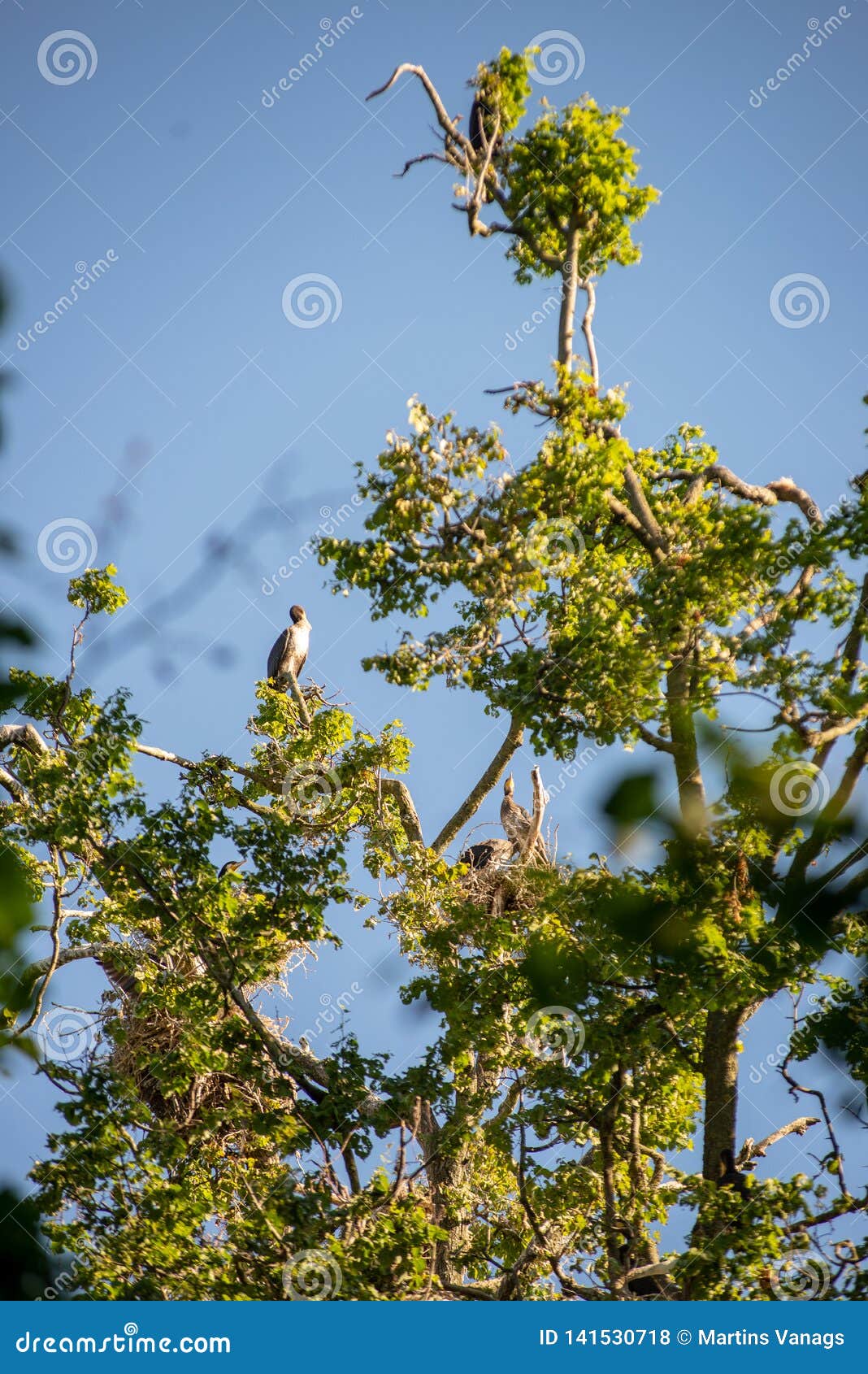 Flock of Parasite Birds Nesting in High Trees Stock Photo - Image of ...