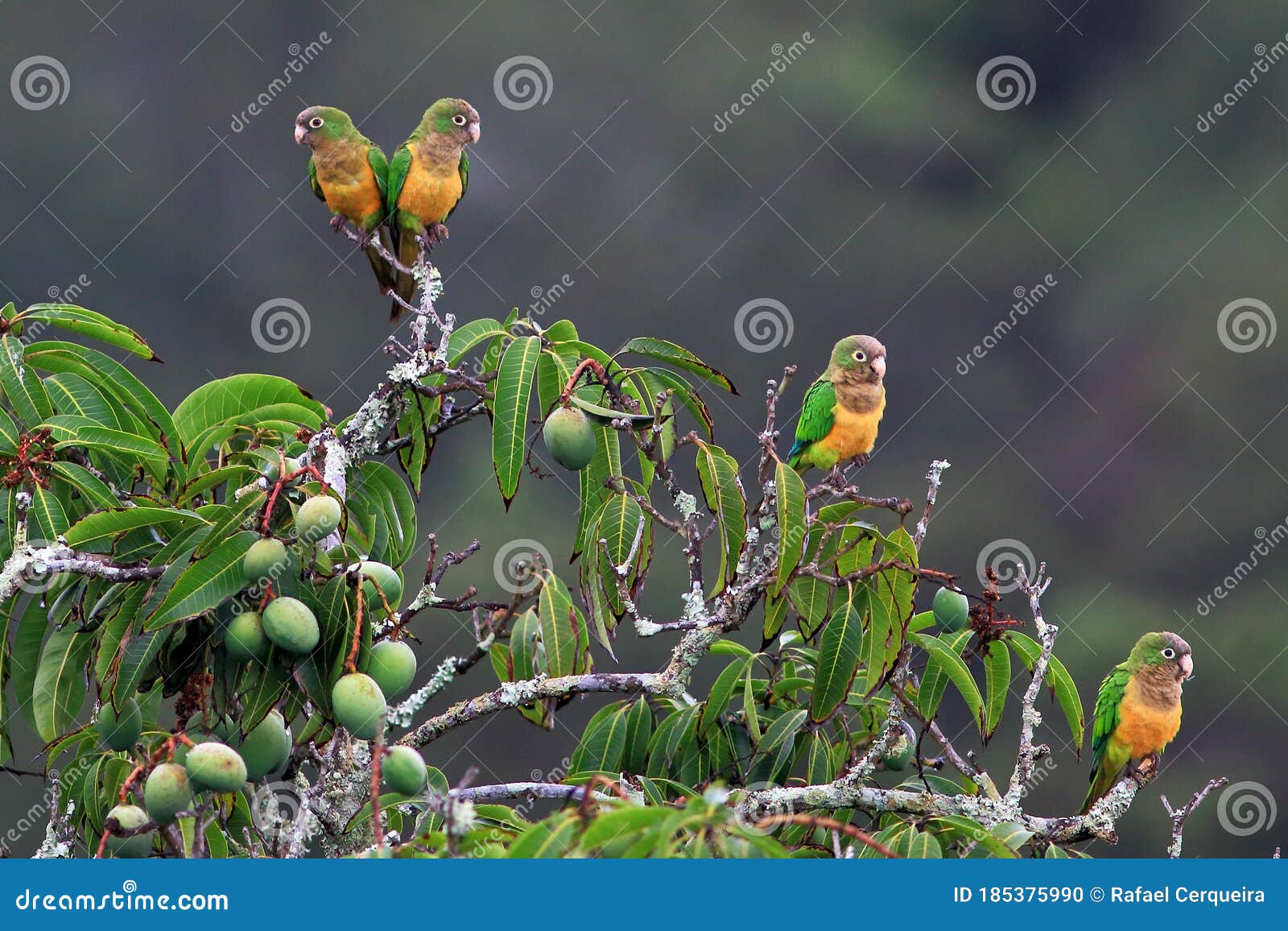 Flock of Parrot Perched on a Mango Tree Stock Photo - Image of parrot ...