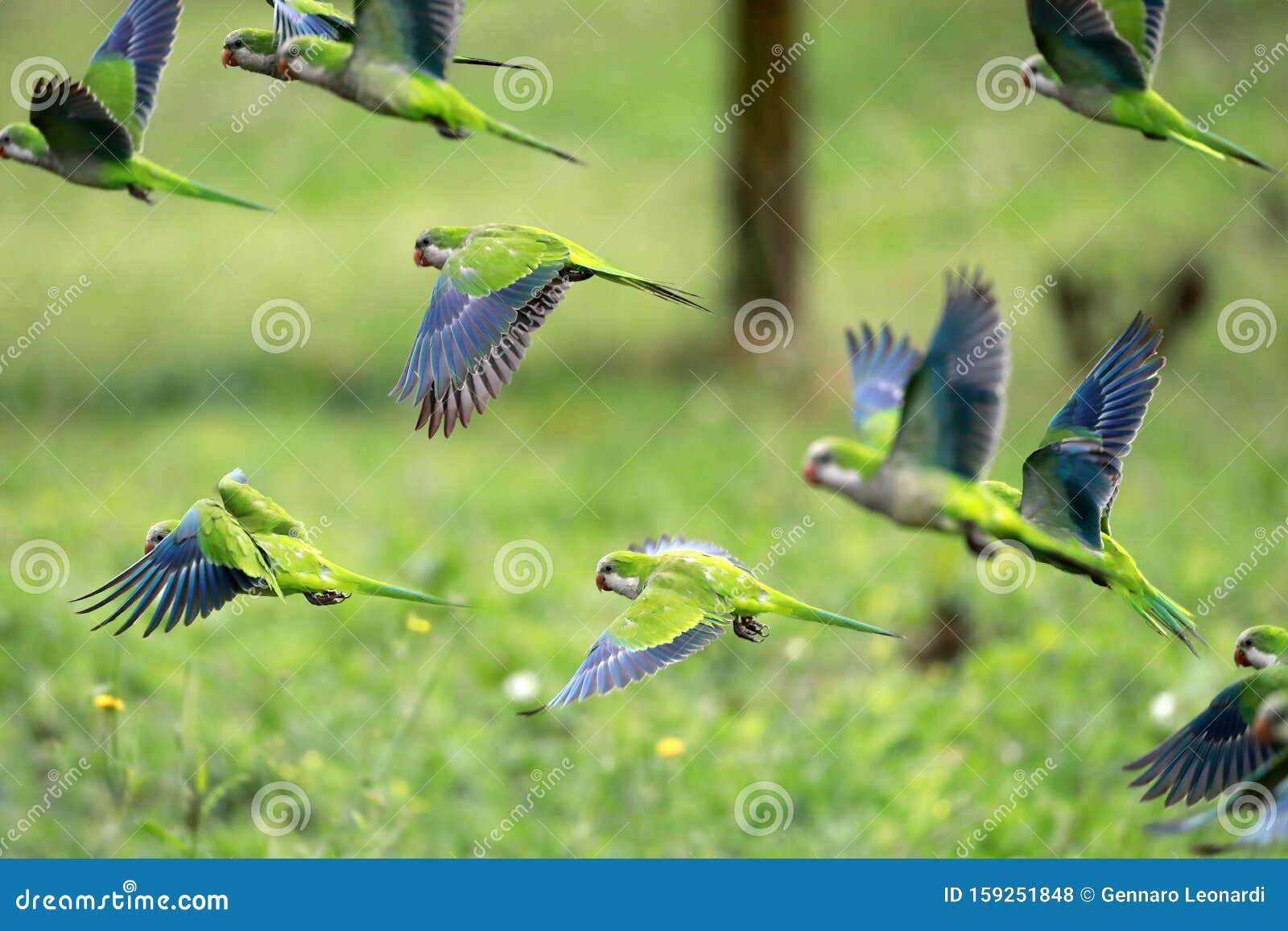 Flock of parrots in flight stock photo. Image of animals - 159251848
