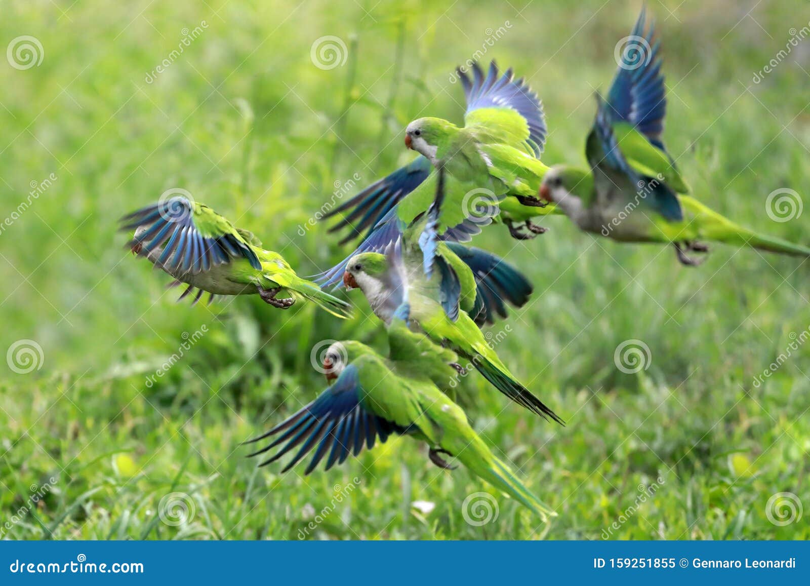 Green Parakeets In Flight