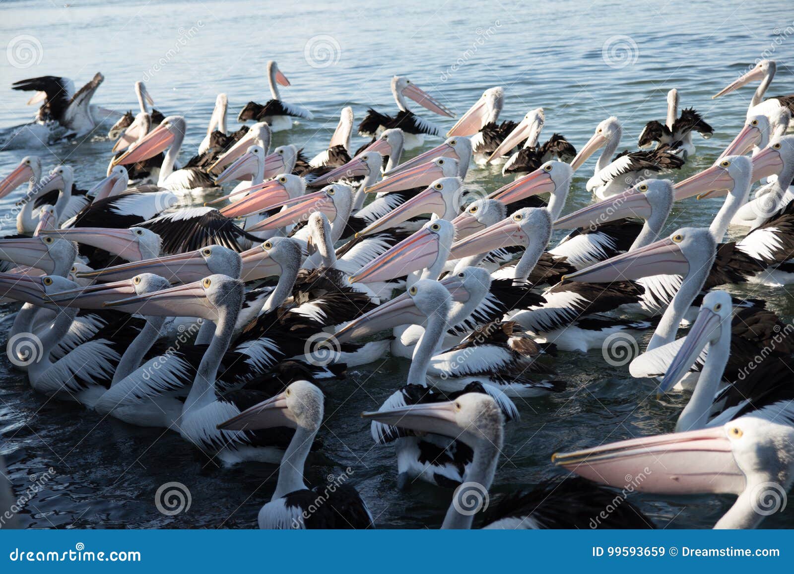 Flock of Pelicans at Feeding Time Stock Image - Image of coast ...