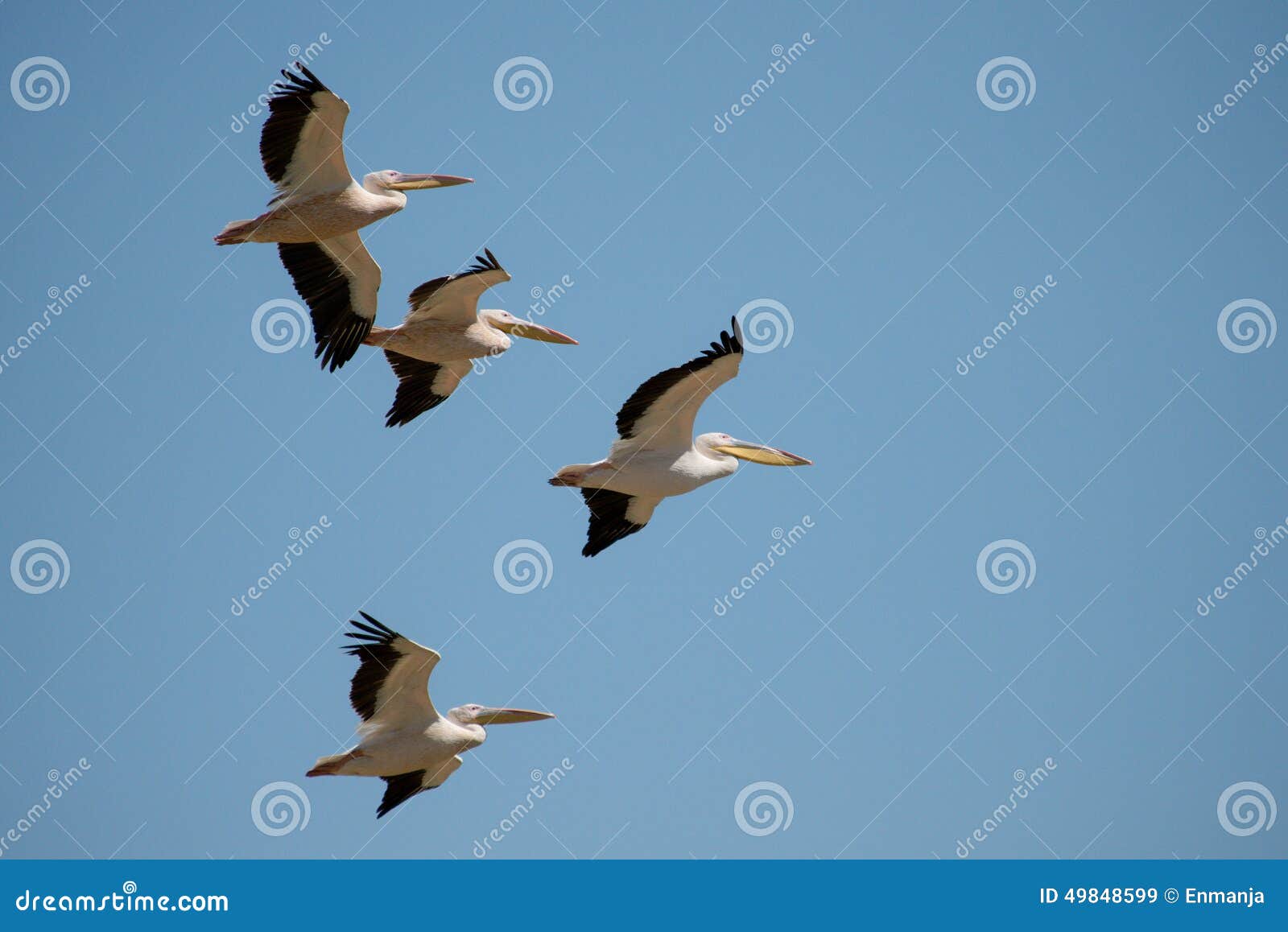 Flock of pelicans stock image. Image of flying, africa - 49848599