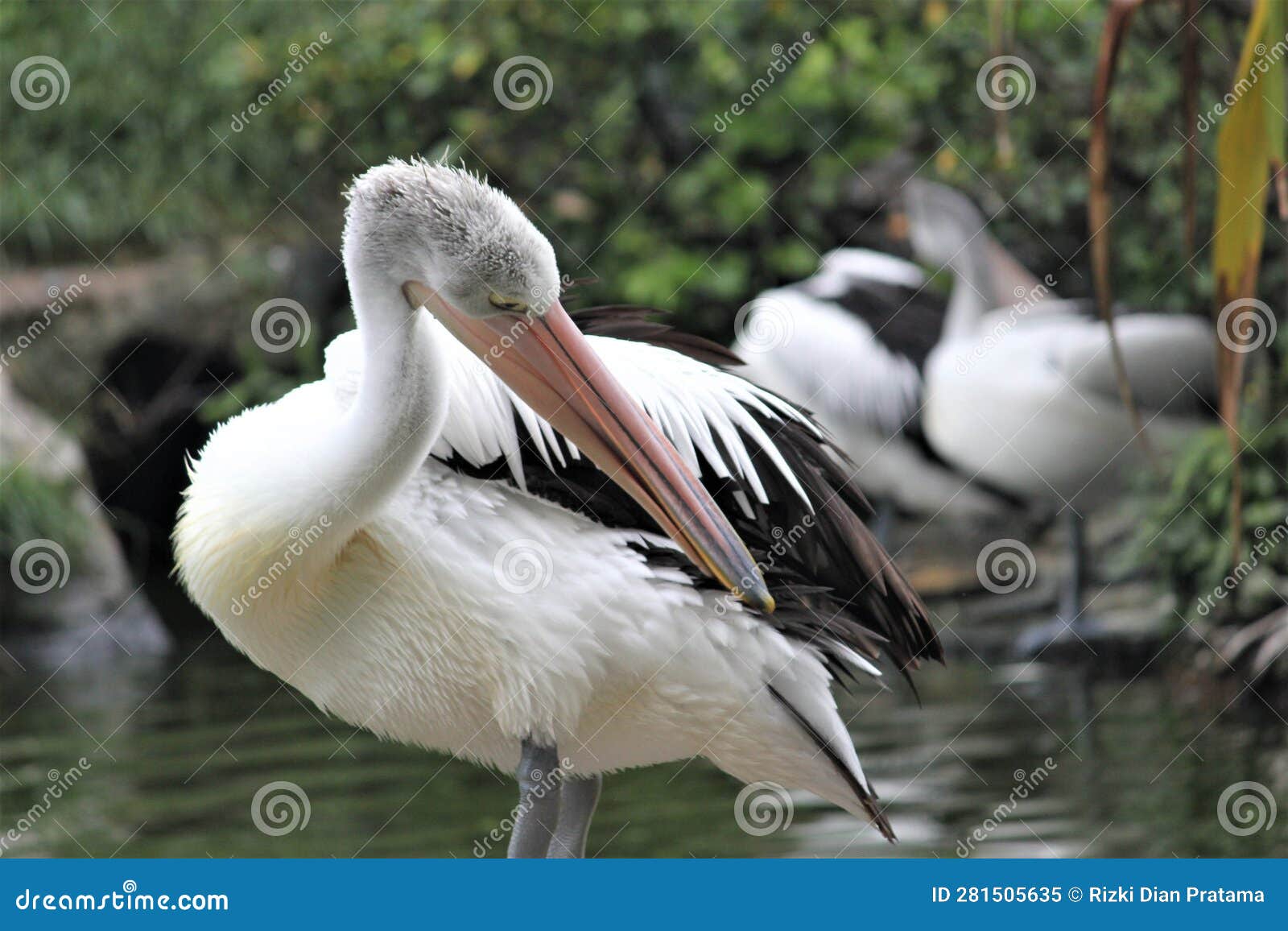 Flock of Pelicans on the Lake Stock Image - Image of beautiful ...